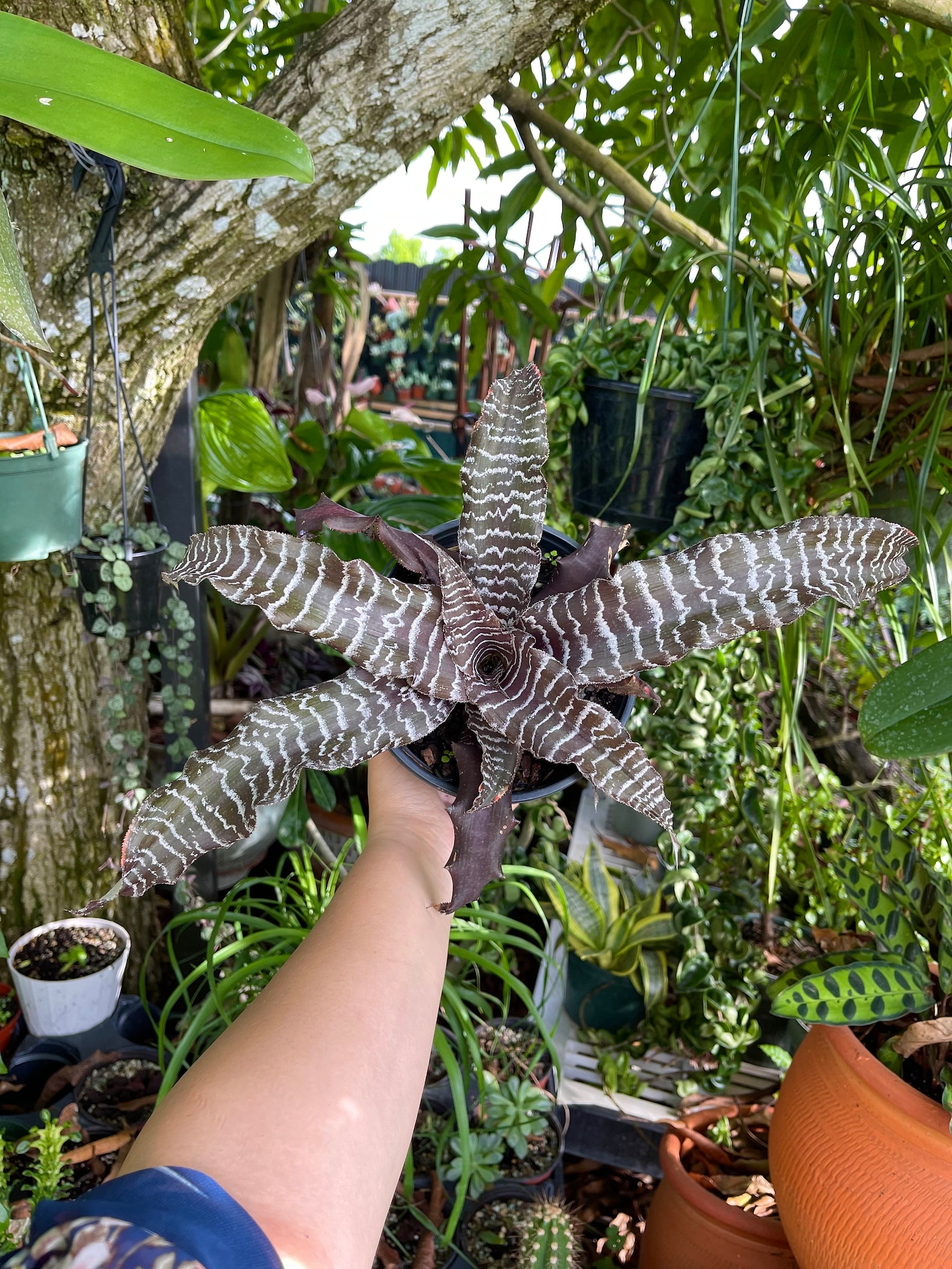 6 Bromeliad Cryptanthus Absolute Zero Tiger Rare Live Plant - Etsy