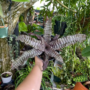 6” Bromeliad Cryptanthus Absolute Zero Tiger Rare Live Plant - Etsy