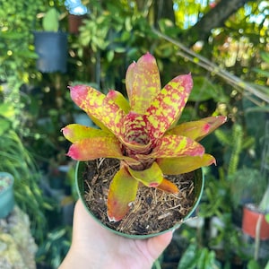 Neoregelia Wild Tiger Rare Bromeliad Live Plant - Etsy