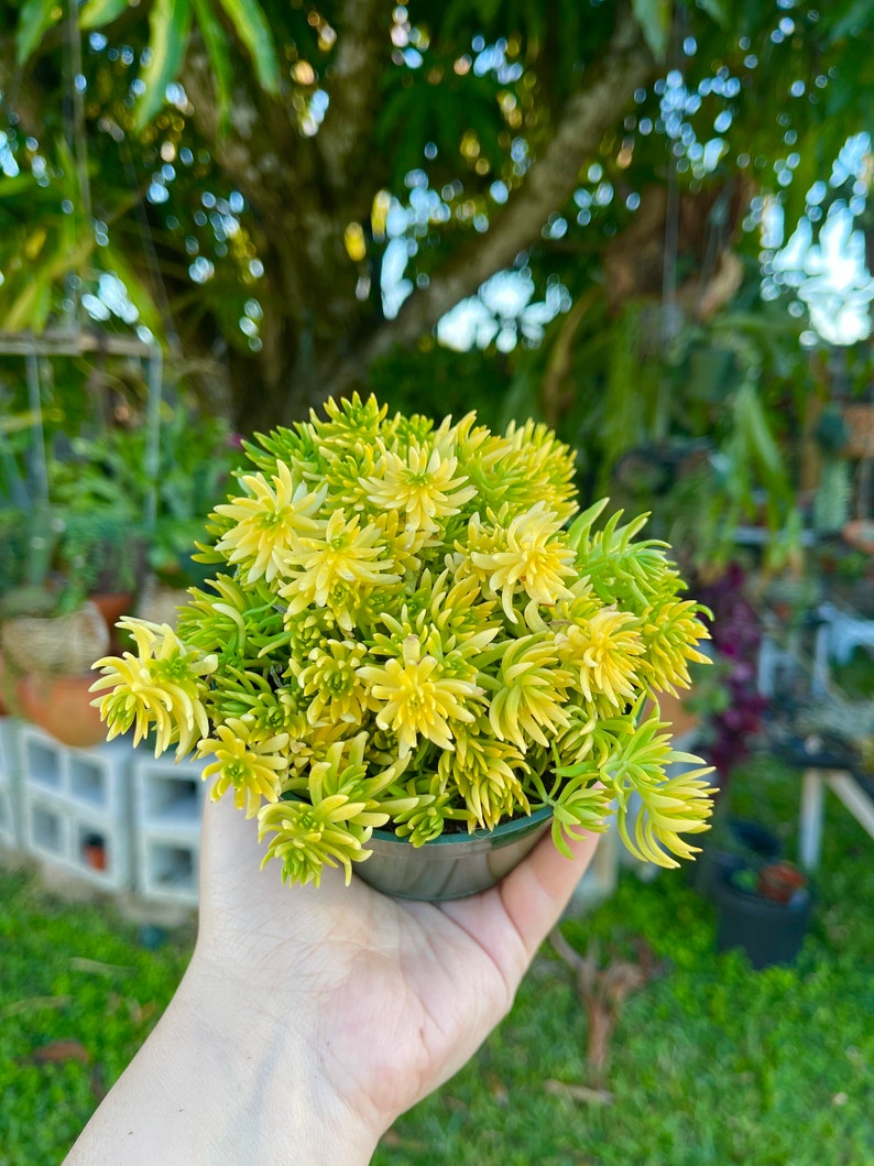 Sedum Angelina Rare Succulent Live Plant - Etsy