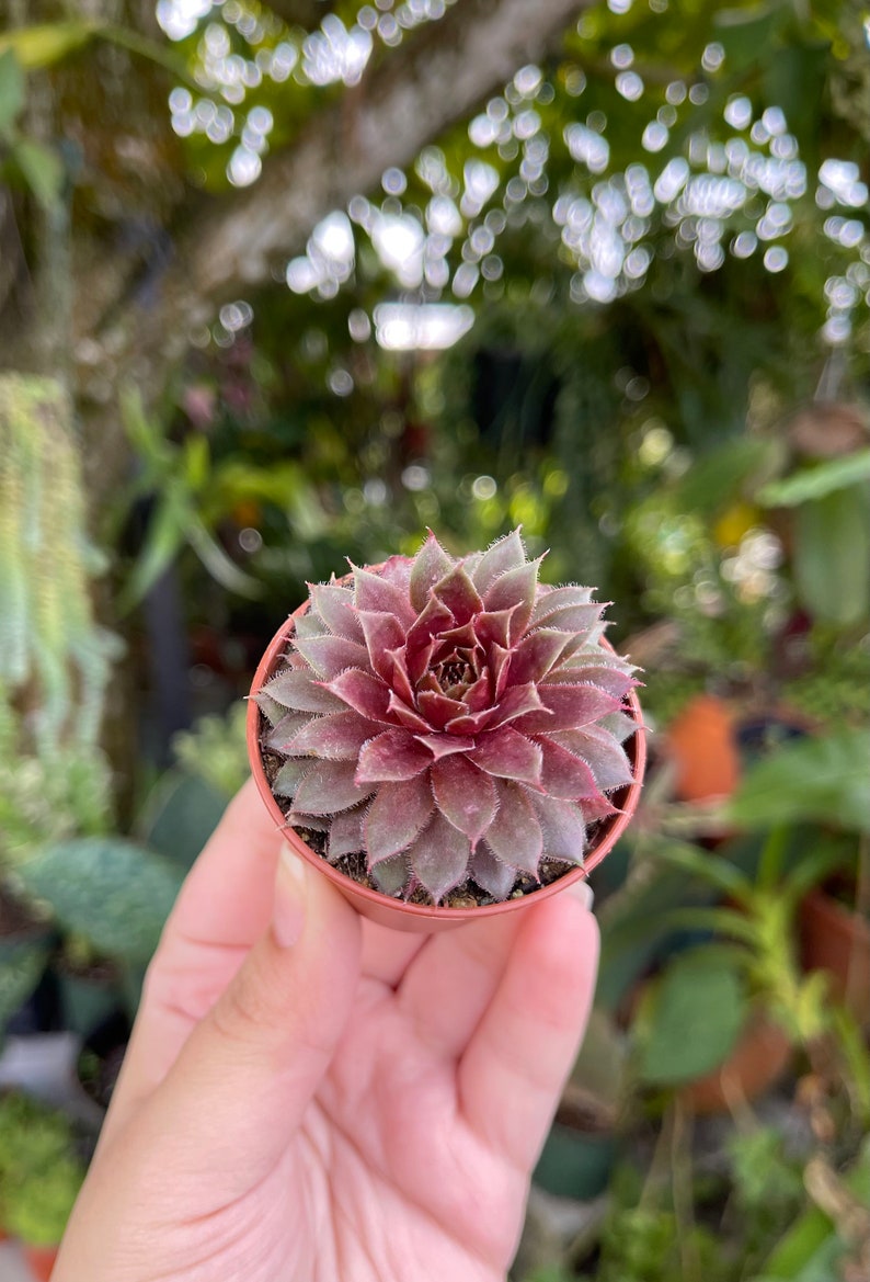 2 Sempervivum Ruby Hens and Chicks Rare Succulent Live Plant - Etsy