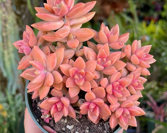 Darley Sunshine Succulent Plant Cutting | Graptosedum Carnicolor | Pink ...