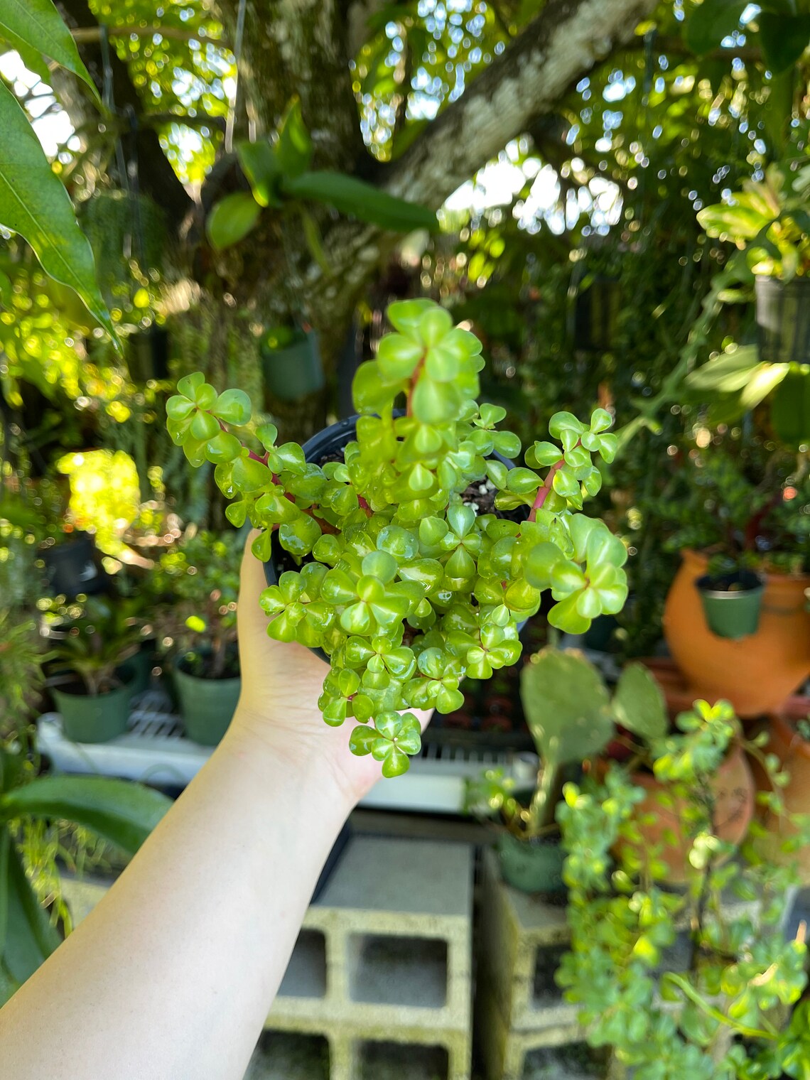 Elephant Bush Portulacaria Afra Rare Succulent Live Plant - Etsy