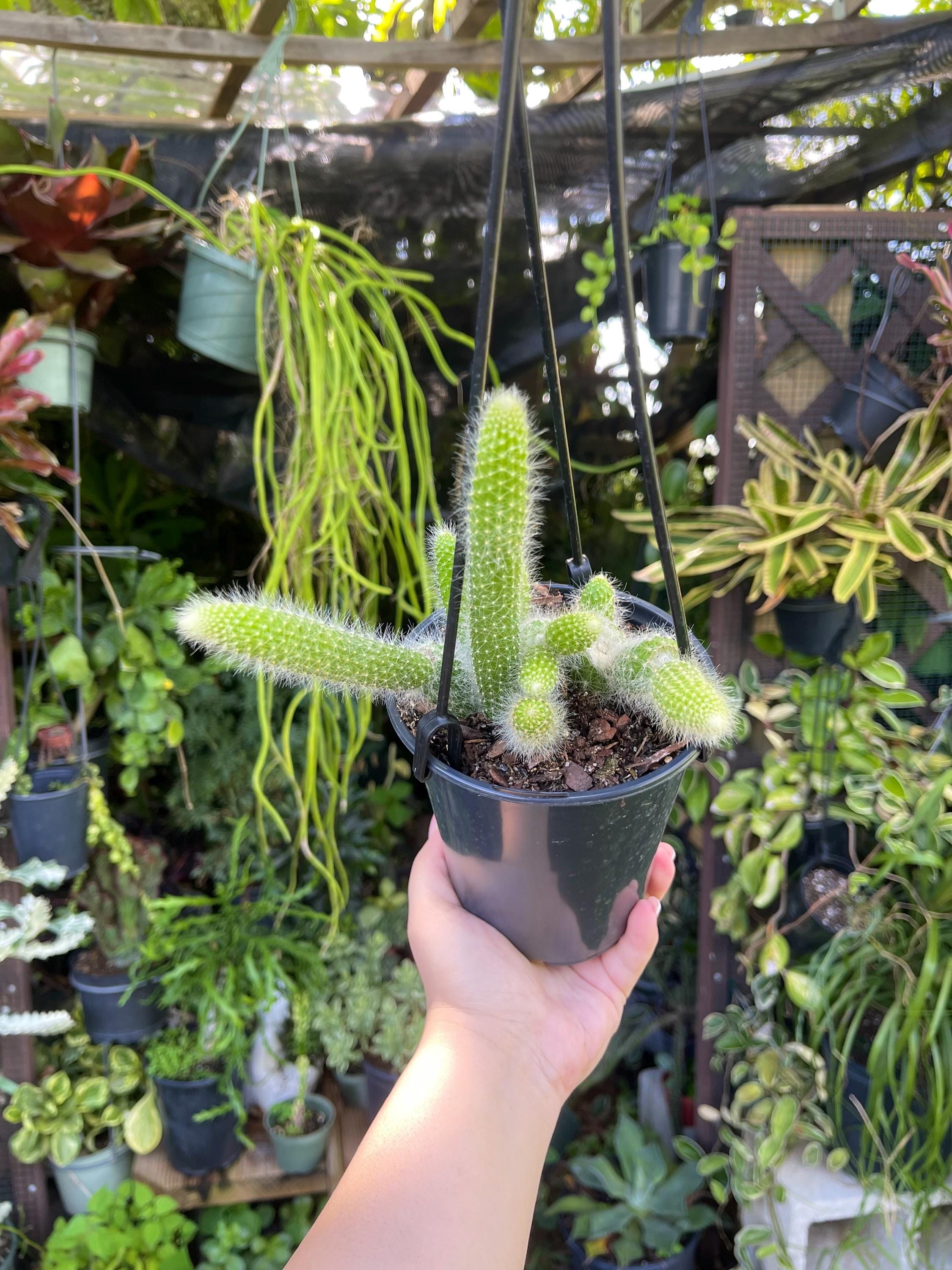 Monkey Tail ‘cleistocactus Colademononis’ Hanging Basket Cactus Rare ...