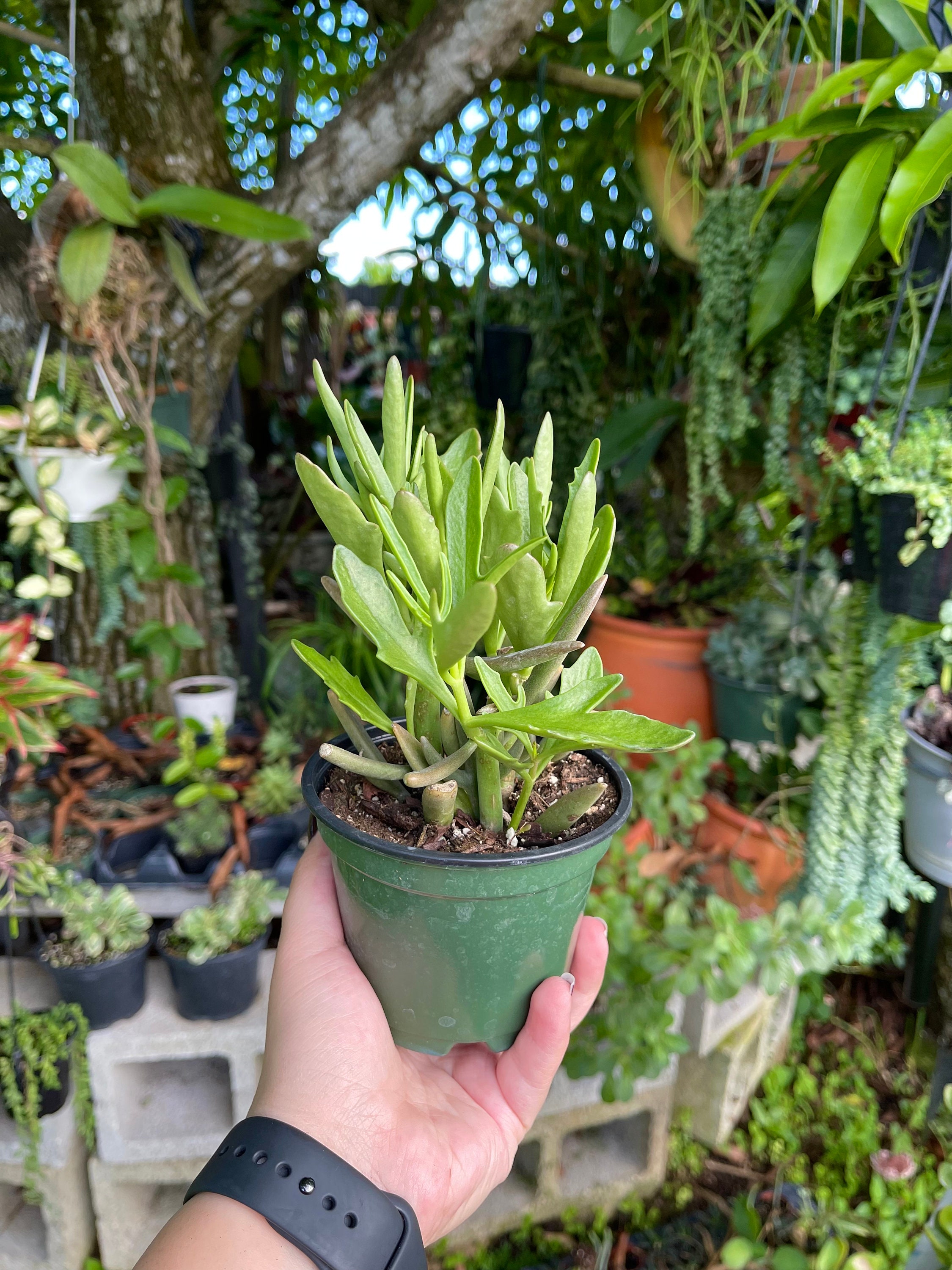 Kalanchoe Ceratophylla Laciniate ‘ Widow’s Thrill ‘ Rare Succulent Live ...