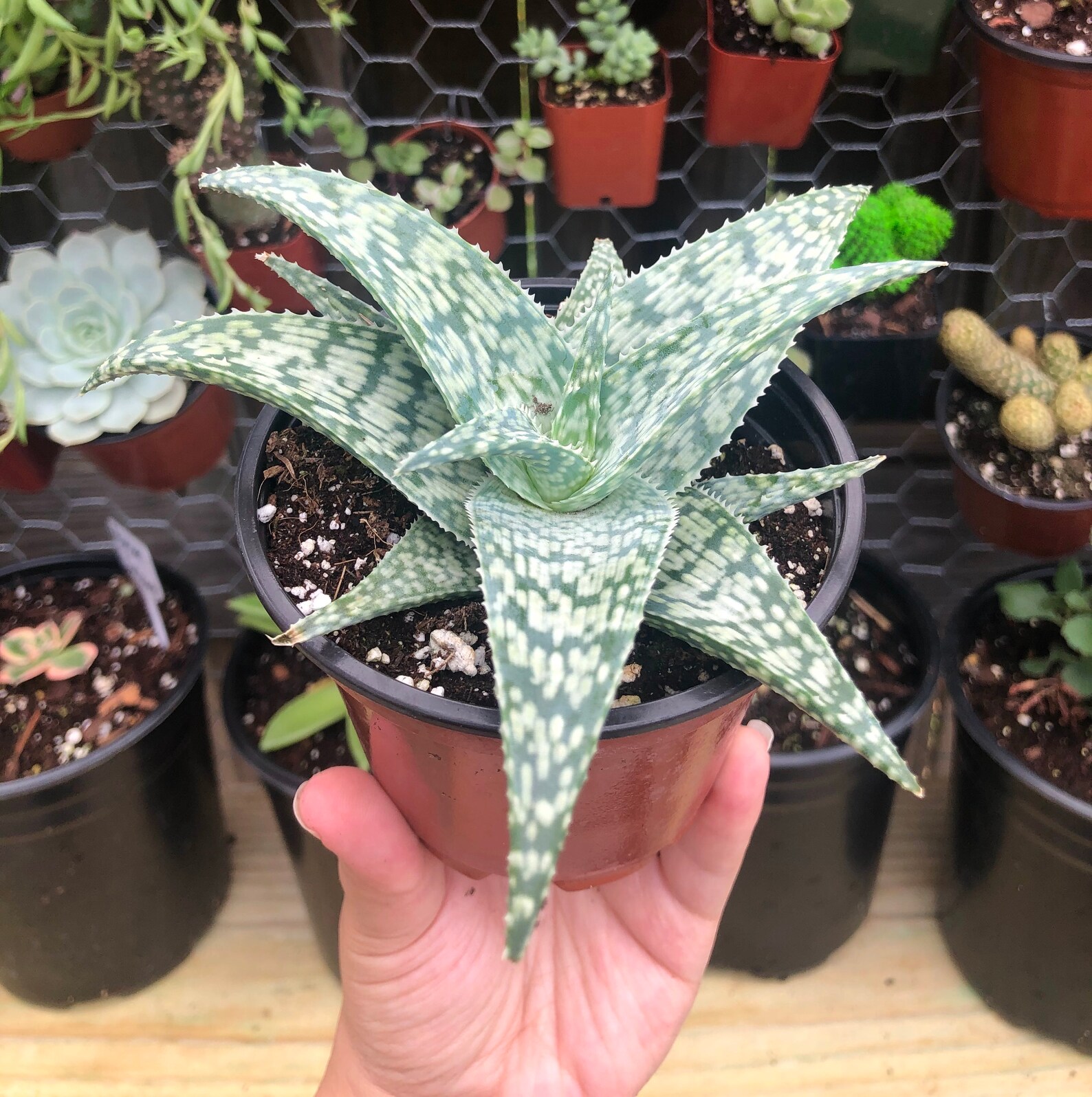 Aloe White Fox Rare Succulent Live Plant - Etsy