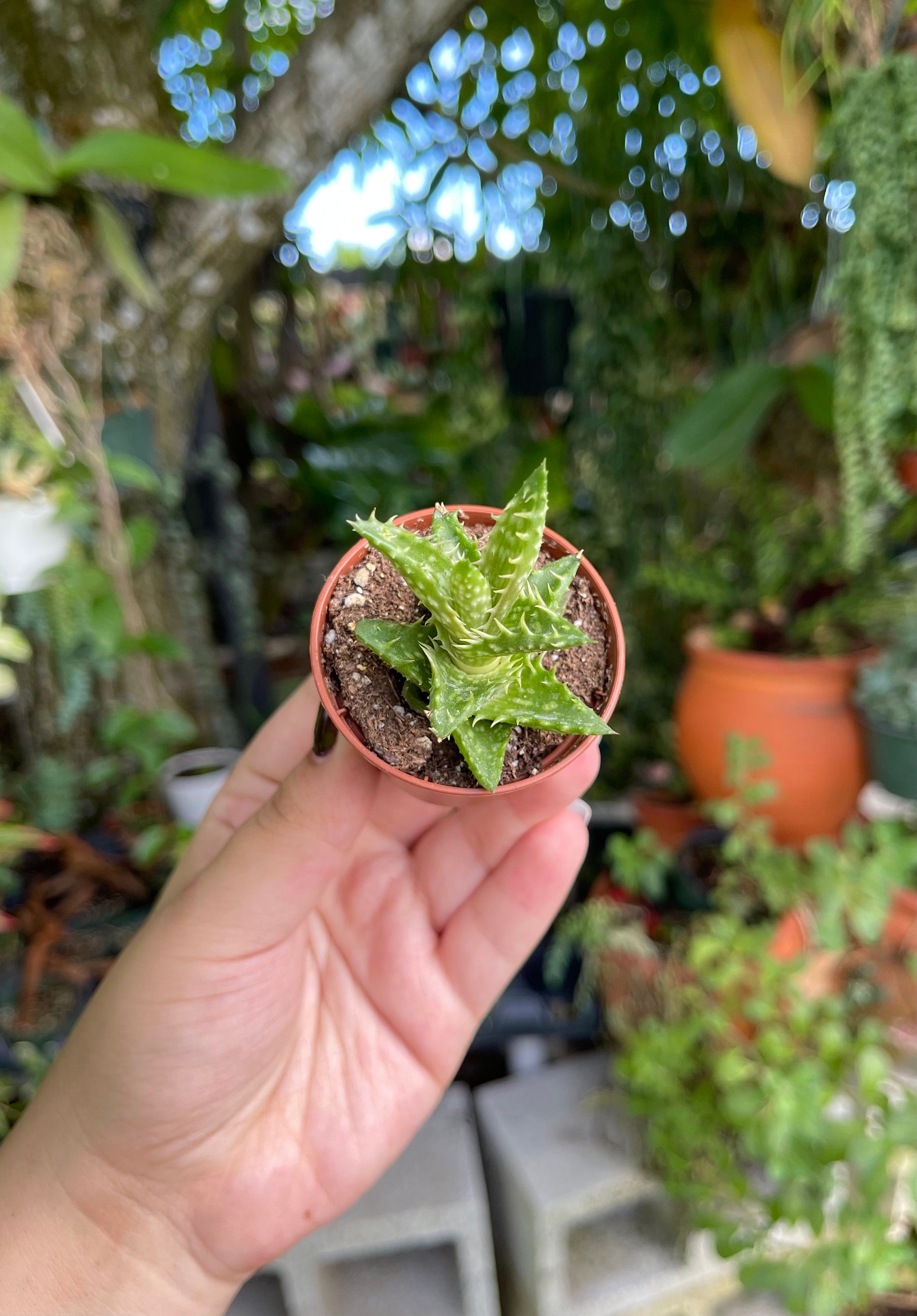 2 Aloe Juvenna Tiger Tooth Rare Succulent Live Plant | Etsy