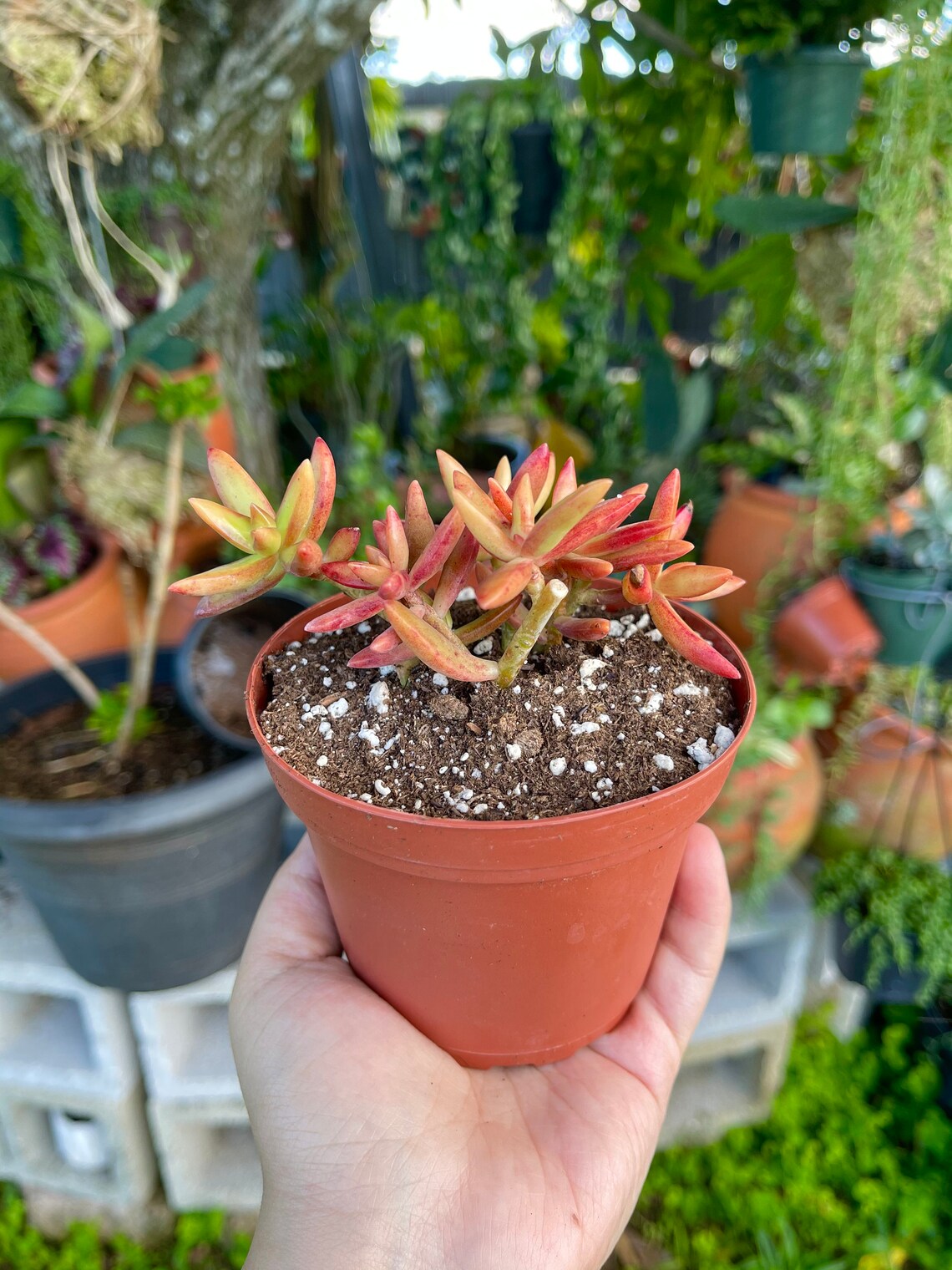 Sedum Adolphi Firestorm Rare Succulent Live Plant - Etsy