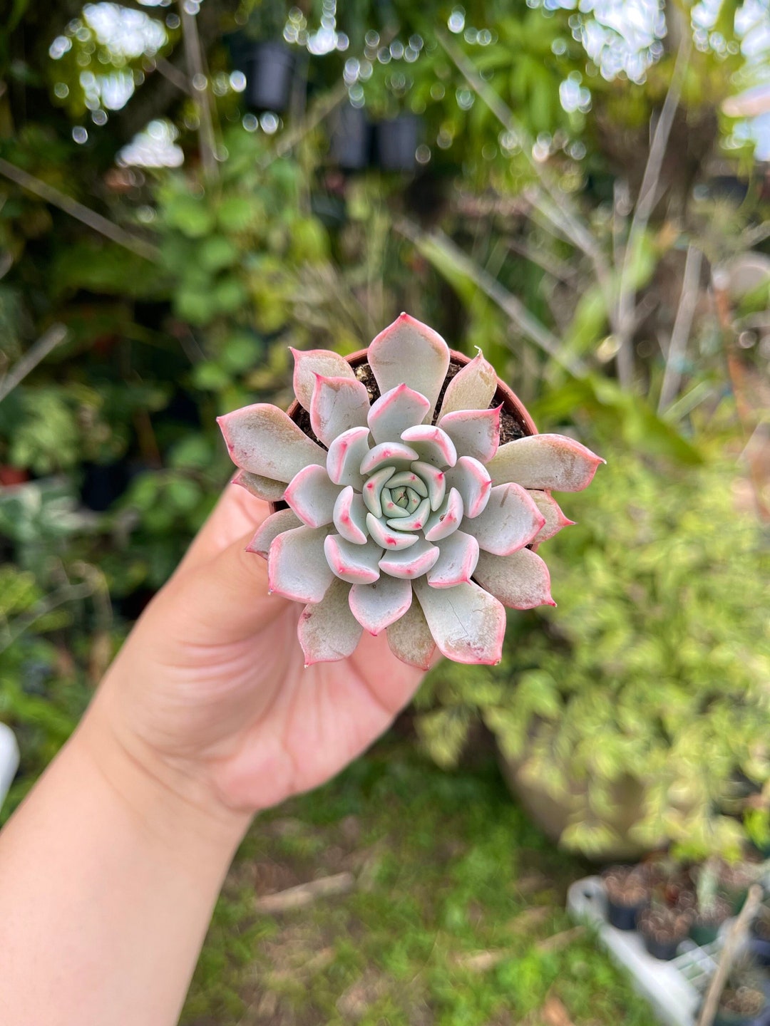 2” Echeveria Cuspidata ‘ White Mexican Rose ‘ Rare Succulent Live Plant ...