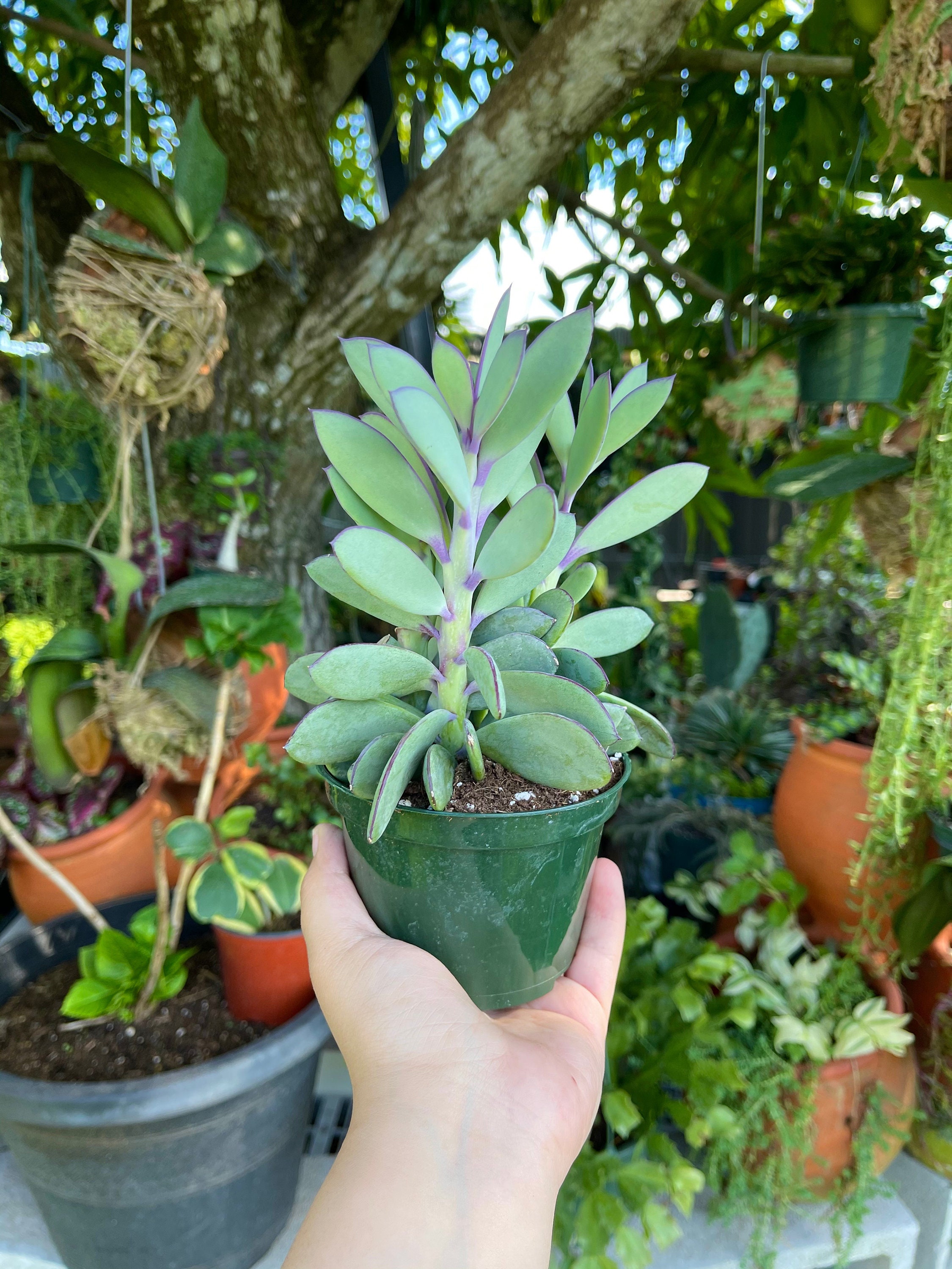Senecio Crassissimus Purple Vertical Leaf Lavender Steps Rare Succulent ...