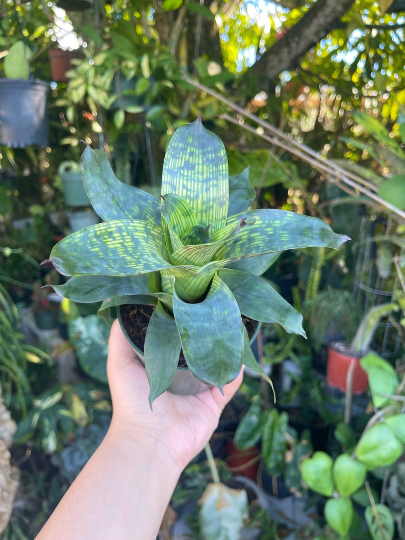Vriesea Gigantea Rare Bromeliad Live Plant - Etsy