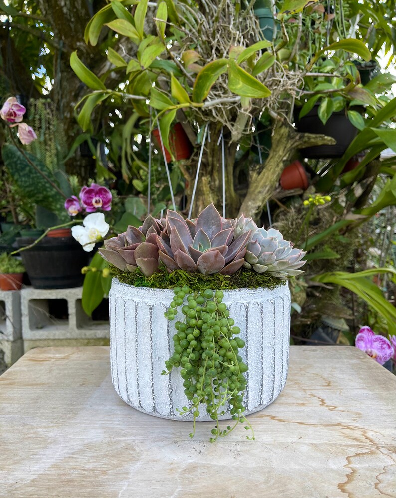 8” Living Colorful Succulent Arrangement - Etsy