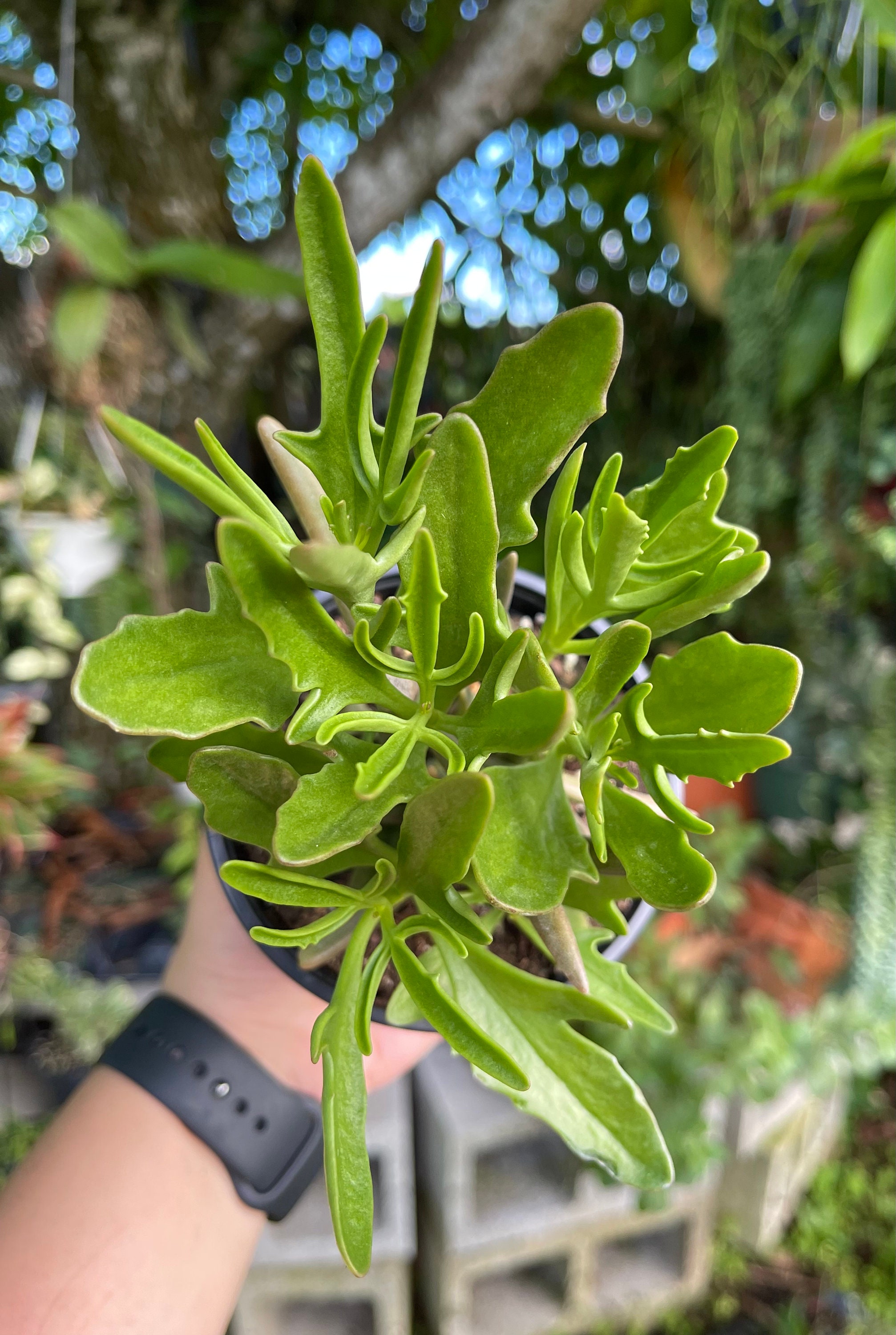 Kalanchoe Ceratophylla Laciniate ‘ Widow’s Thrill ‘ Rare Succulent Live ...