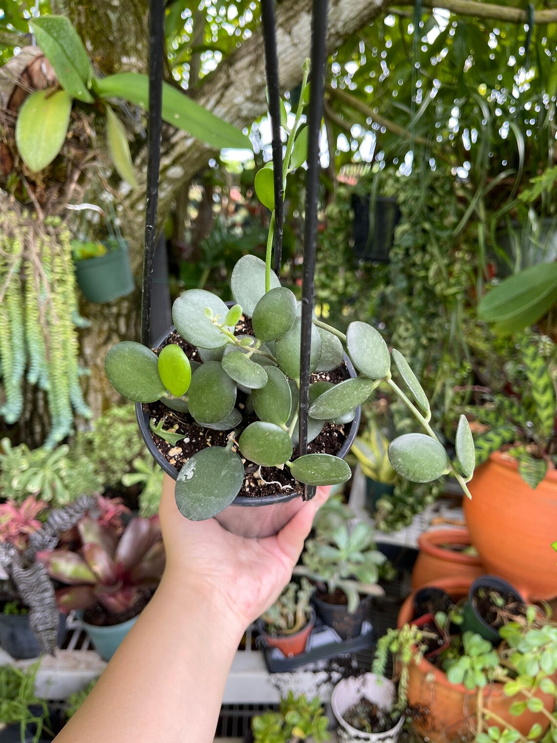 Silver Dollar Vine Xerosicyos Danguyi Rare Succulent Live | Etsy