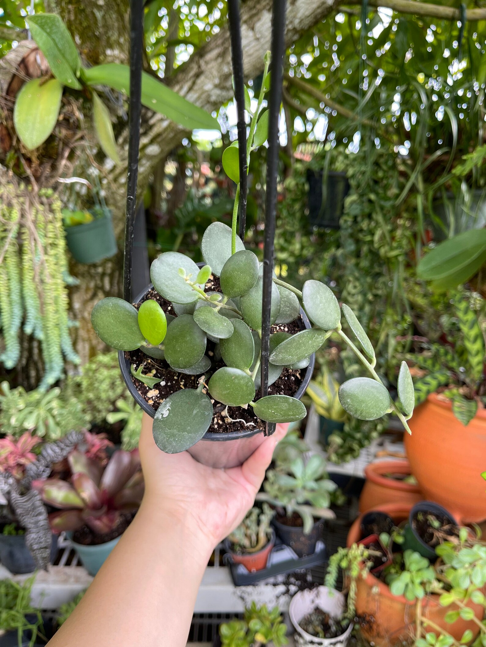 Silver Dollar Vine Xerosicyos Danguyi Rare Succulent Live | Etsy