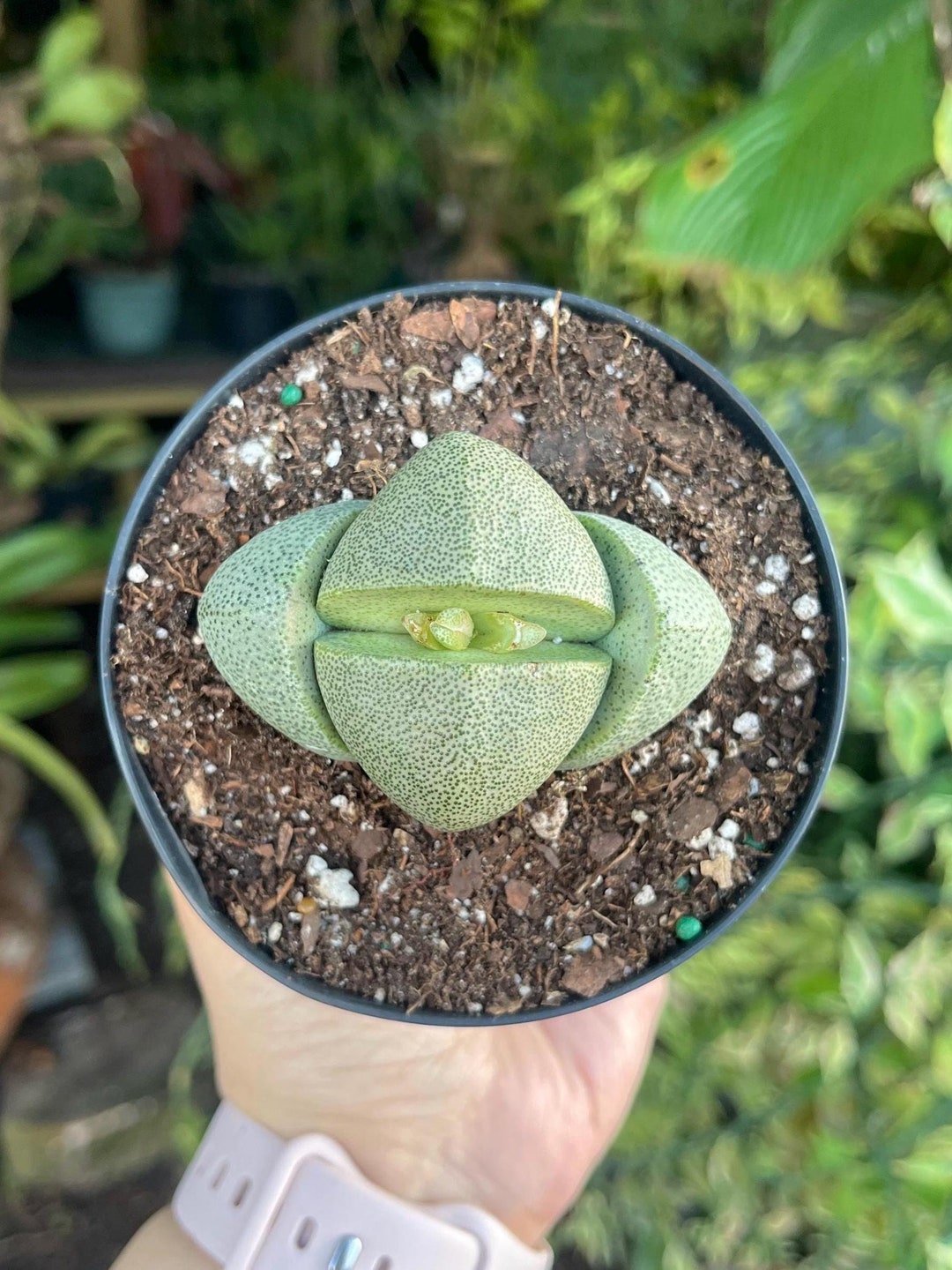Pleiospilos Nelii Split Rock Rare Succulent Cacti Live Plant - Etsy
