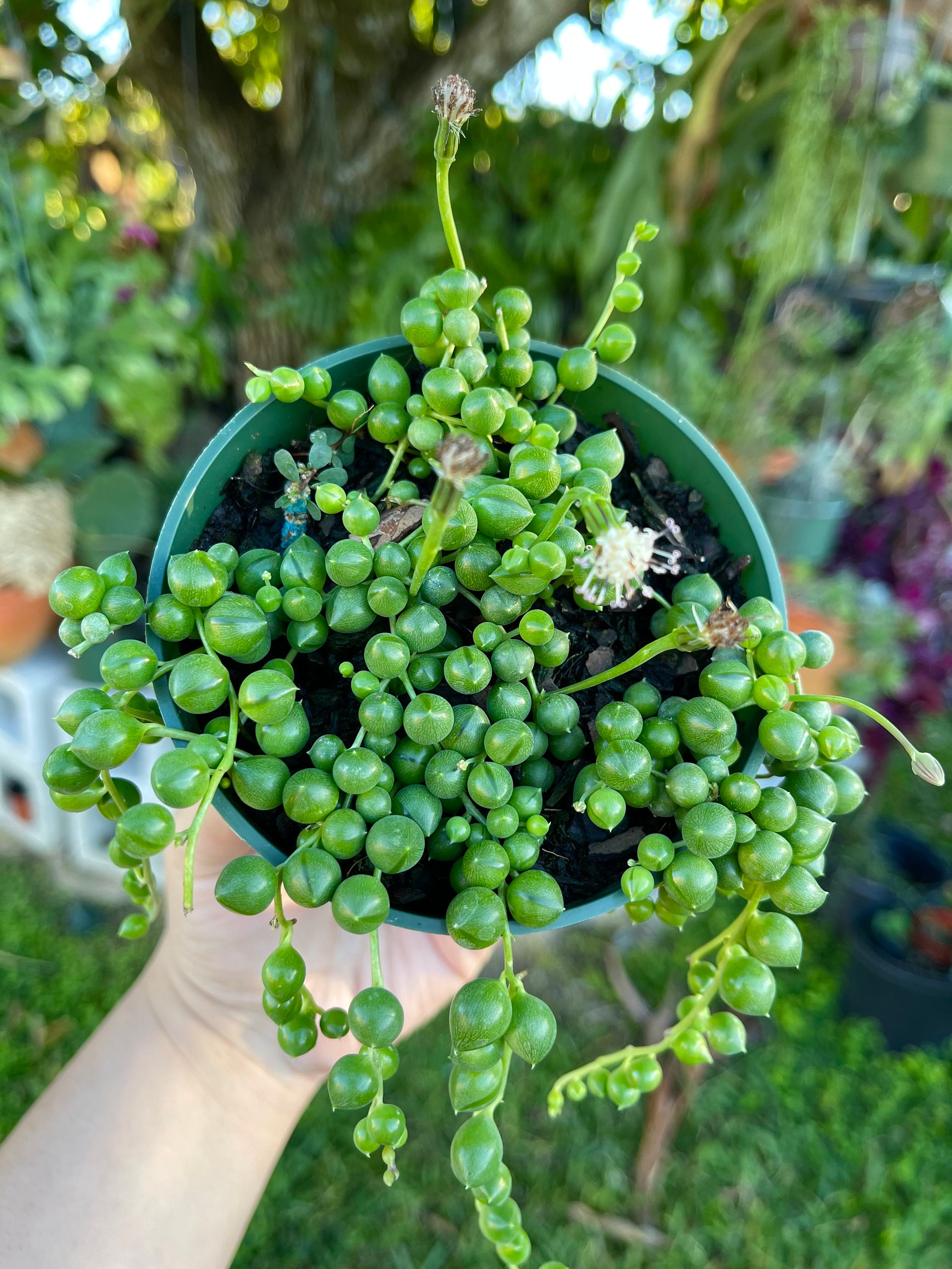 String of Pearls Rare Succulent Live Plant | Etsy