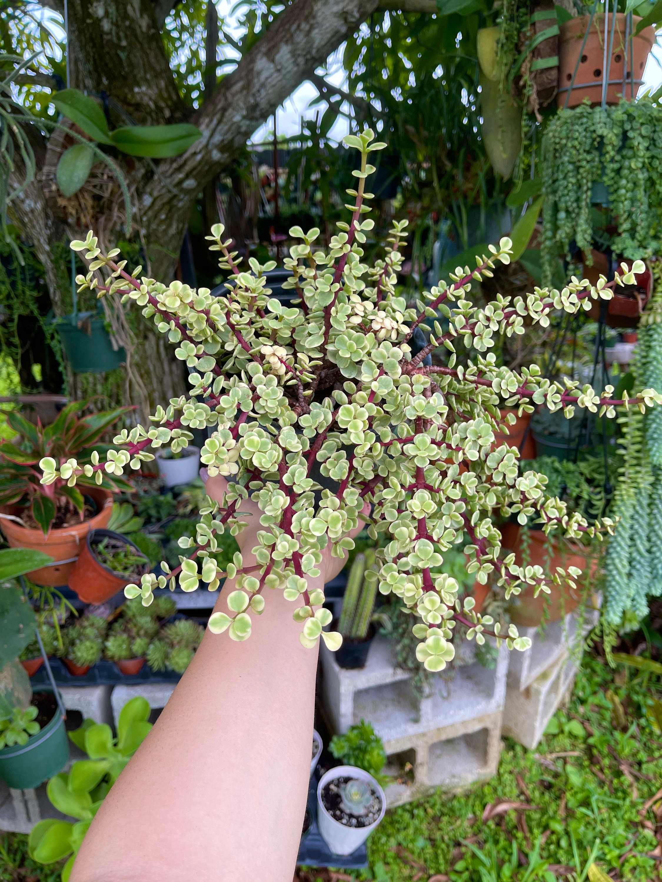 Large Variegated Rainbow Elephant Bush Portulacaria Afra Rare Succulent ...