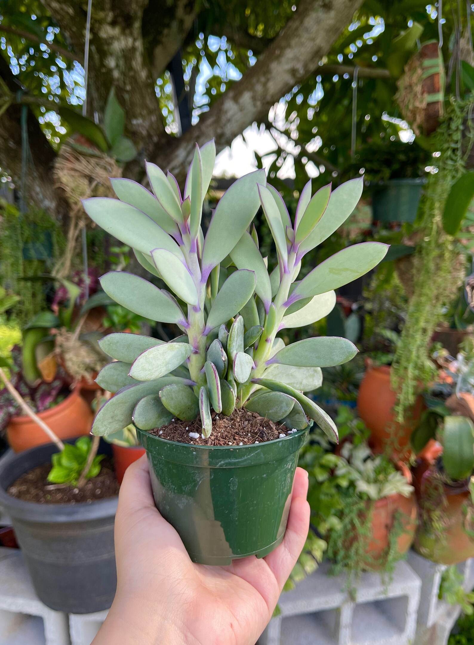 Senecio Crassissimus Purple Vertical Leaf Lavender Steps Rare Succulent ...