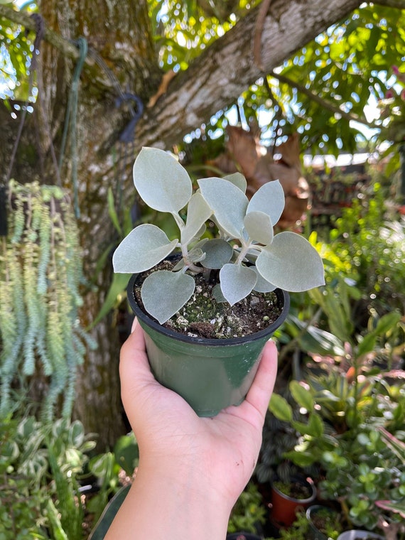 White kalanchoe store