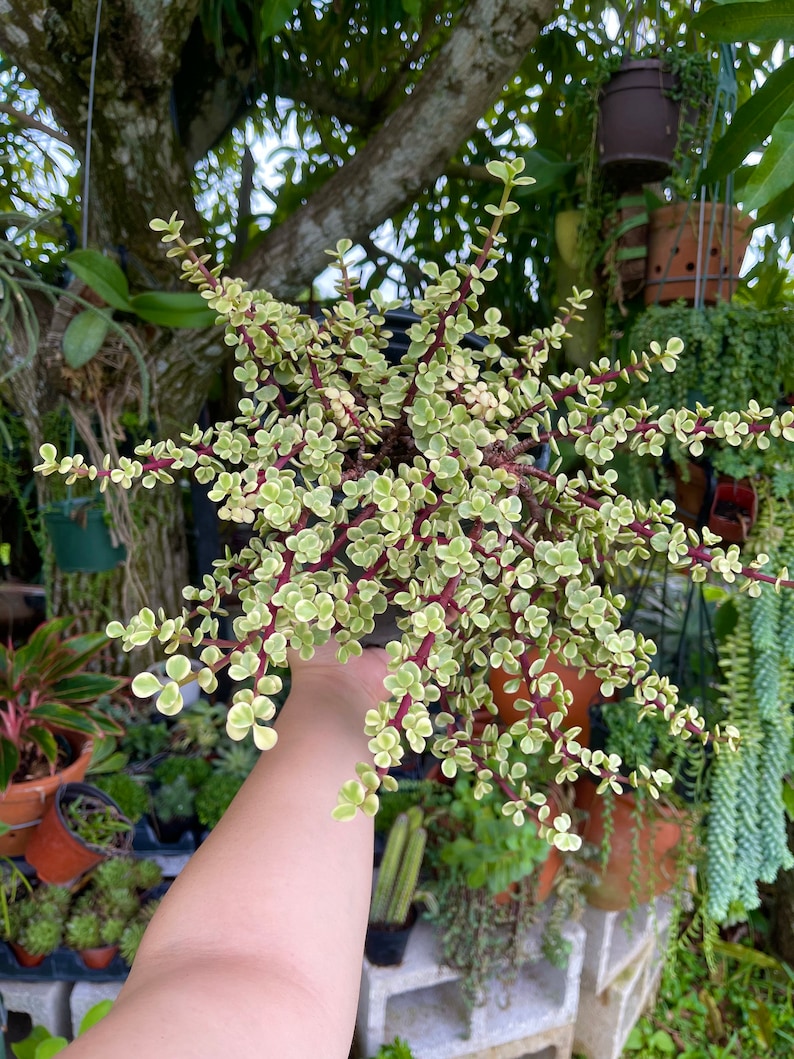 Large Variegated Rainbow Elephant Bush Portulacaria Afra Rare Succulent ...