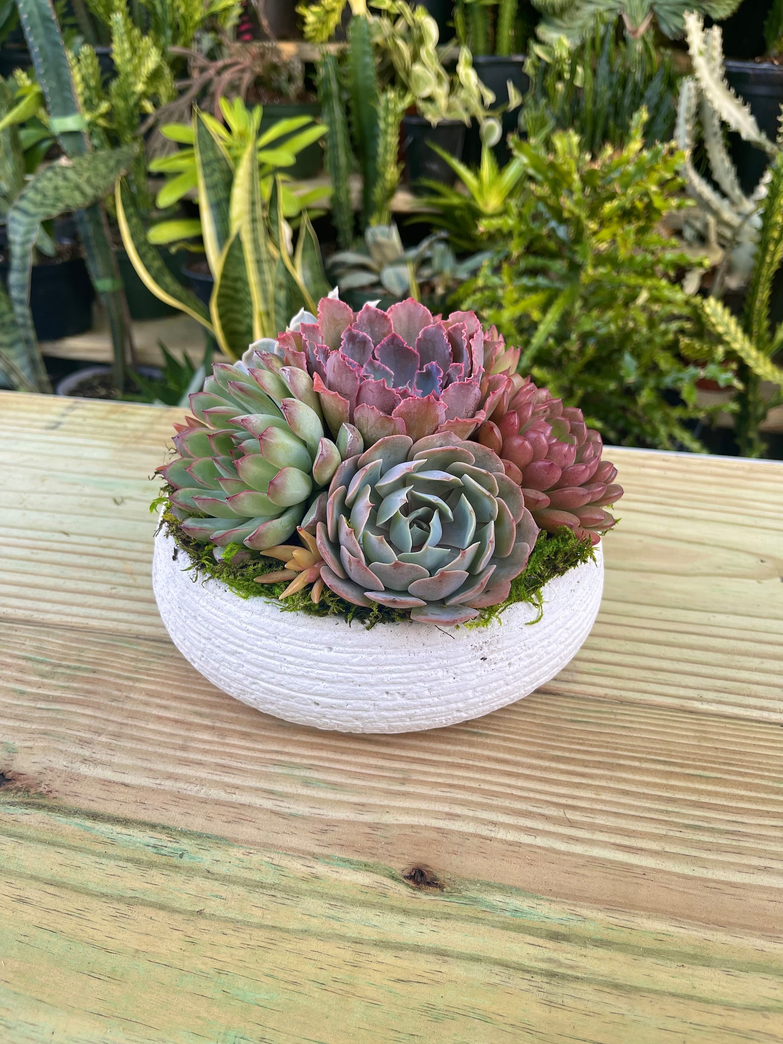 8” Round Living Colorful Succulent Arrangement - Etsy