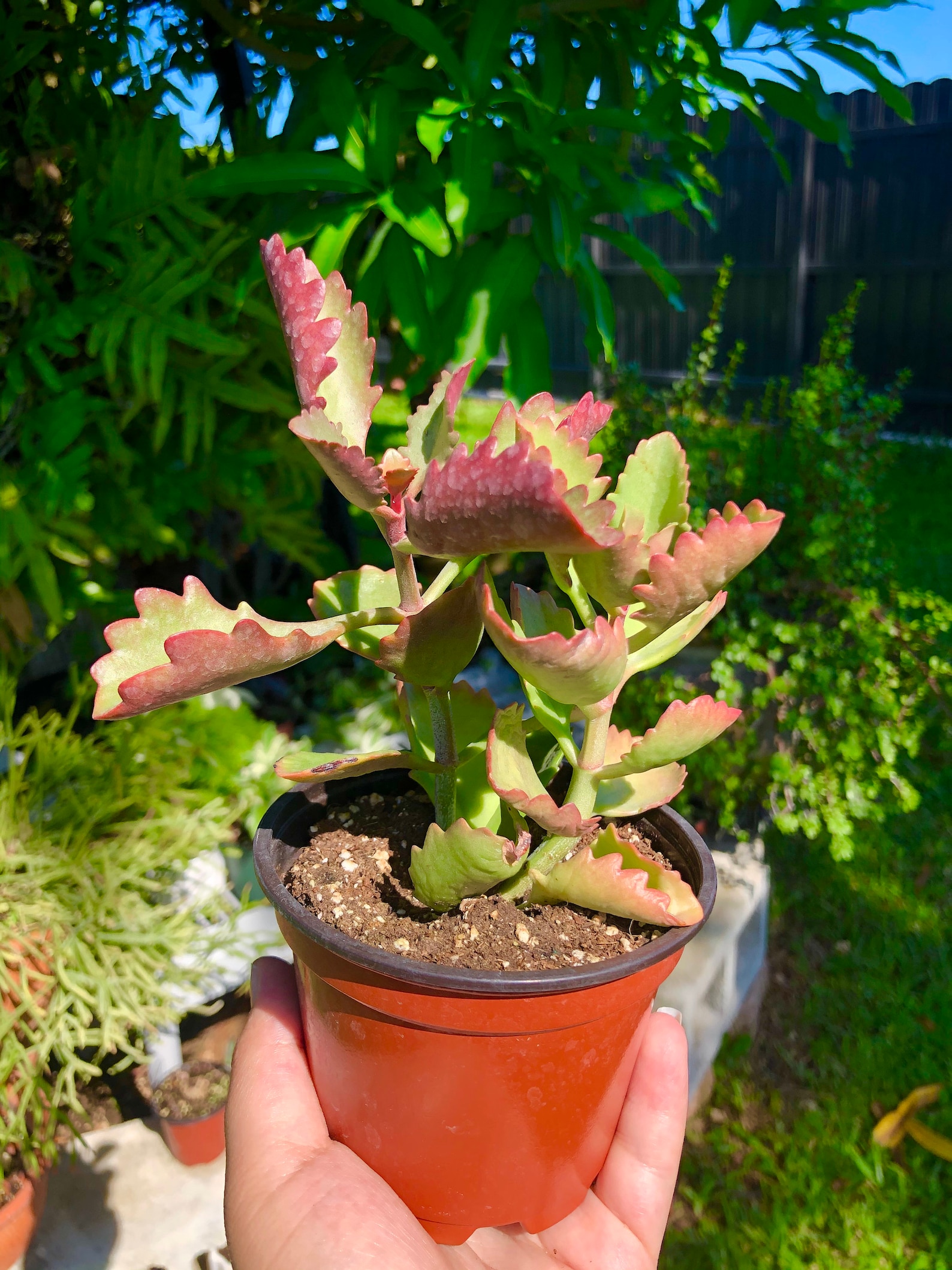 Kalanchoe Sexangularis Rare Succulent Live Plant | Etsy