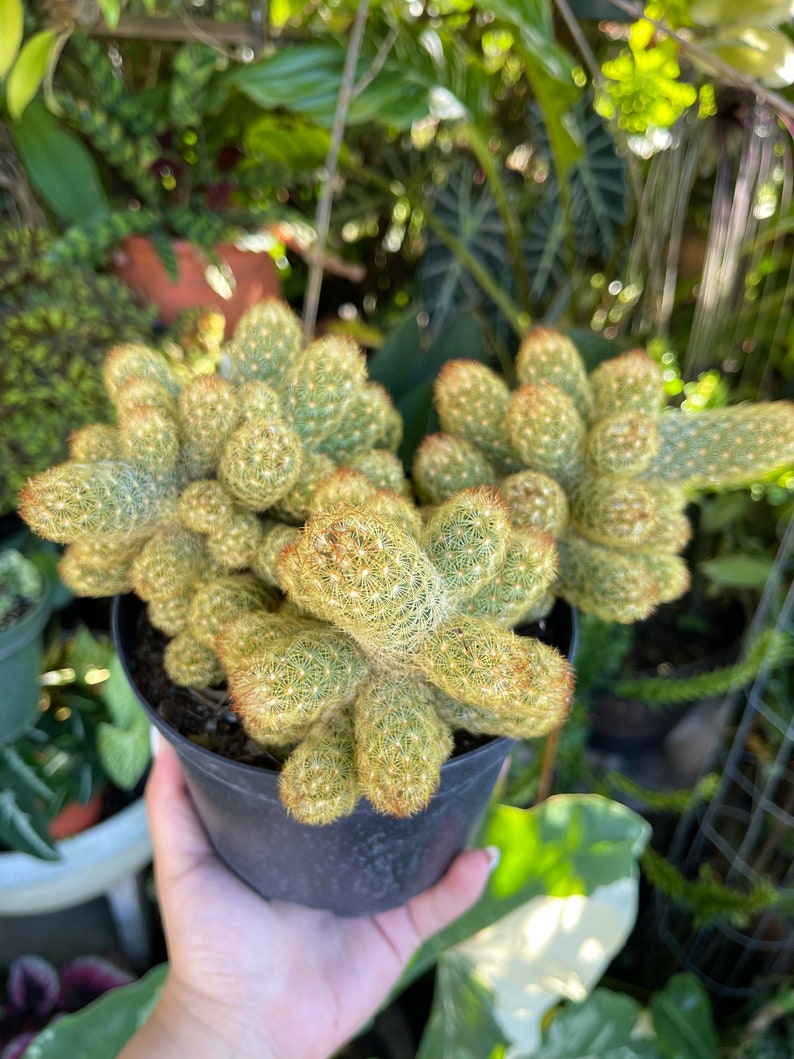 6” Mammillaria Elongata Lady Fingers Rare Cactus Succulent Live Cacti ...