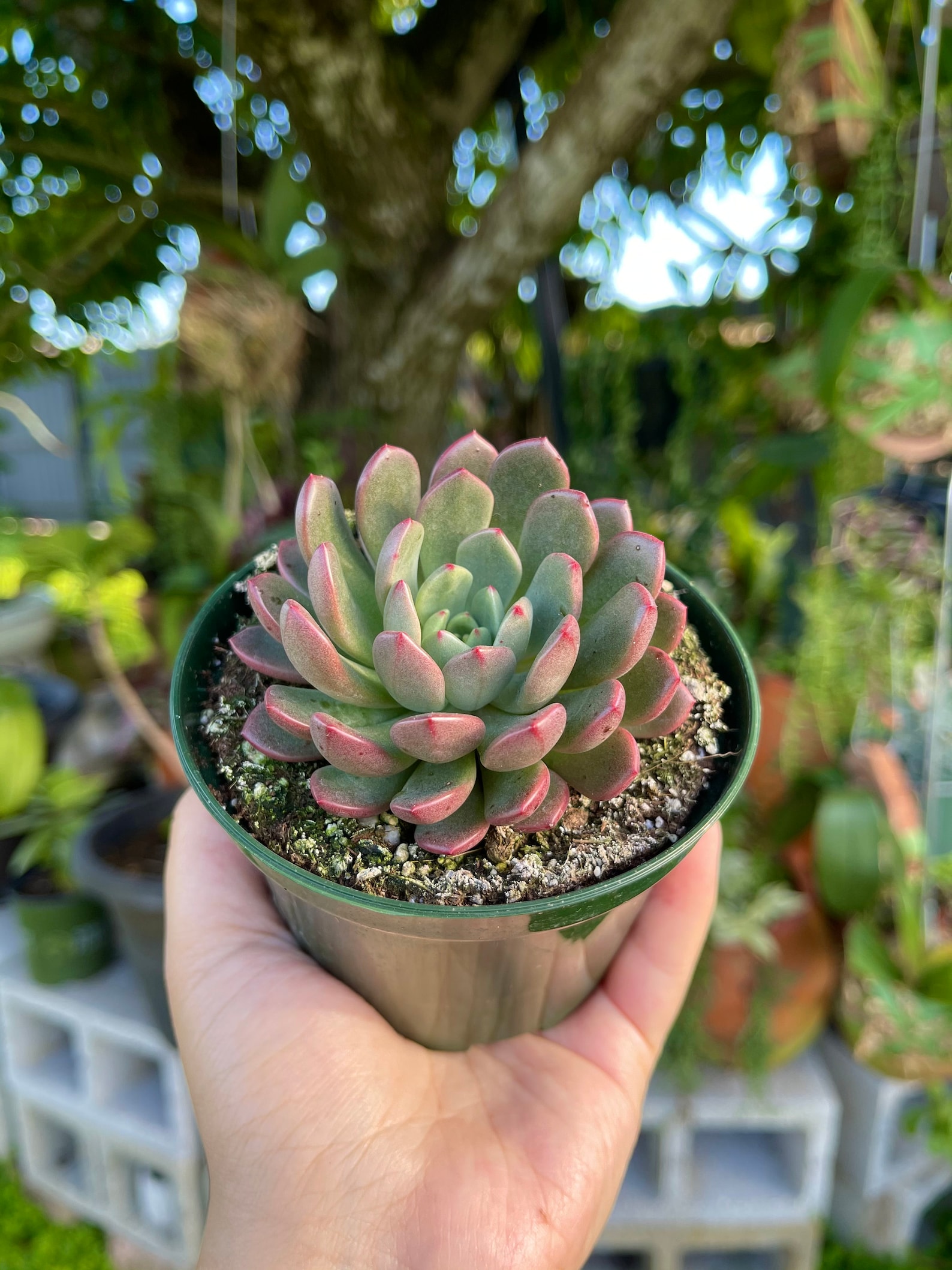 Graptoveria Bashful Pink Ruby Rare Succulent Live Plant - Etsy