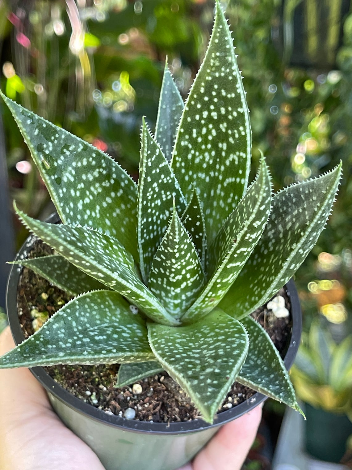 Gasteria Flow Rare Succulent Live Plant - Etsy
