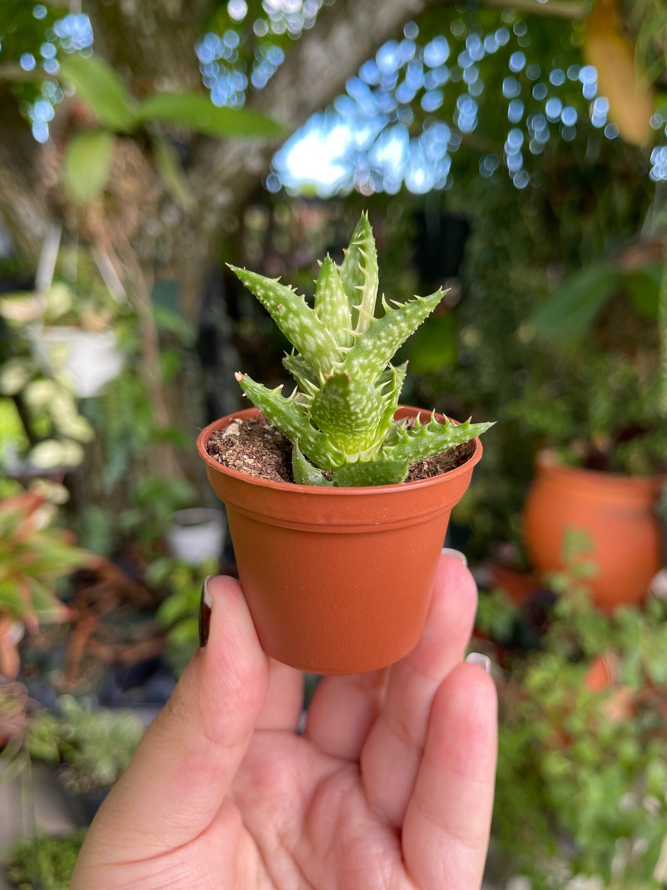 2” Aloe Juvenna Tiger Tooth Rare Succulent Live Plant - Etsy