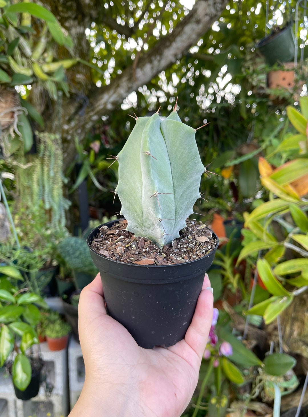 Stenocereus Pruinosus Gray Ghost Organ Pipe Cactus Rare Succulent Live ...