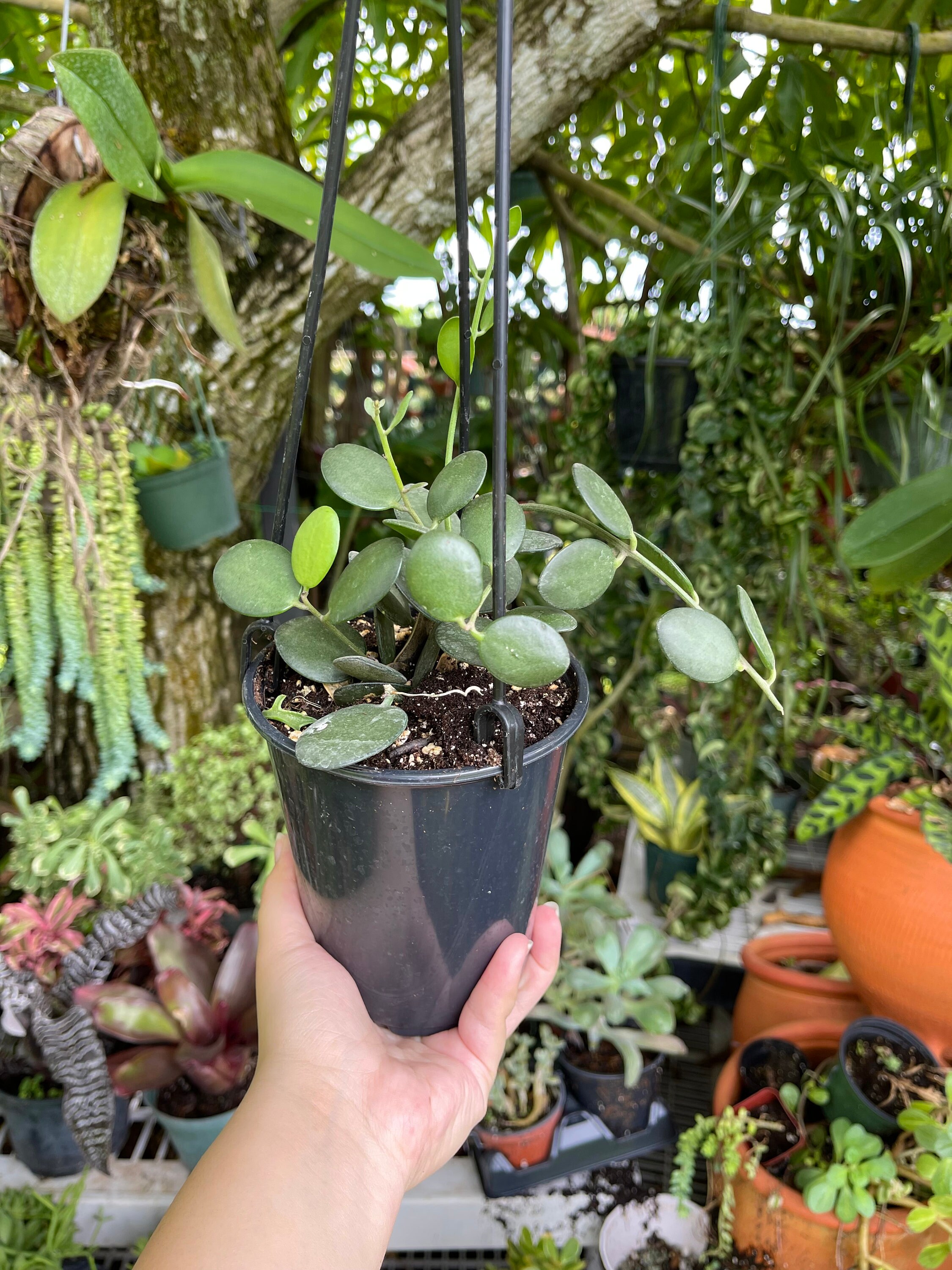 Silver Dollar Vine Xerosicyos Danguyi Rare Succulent Live | Etsy