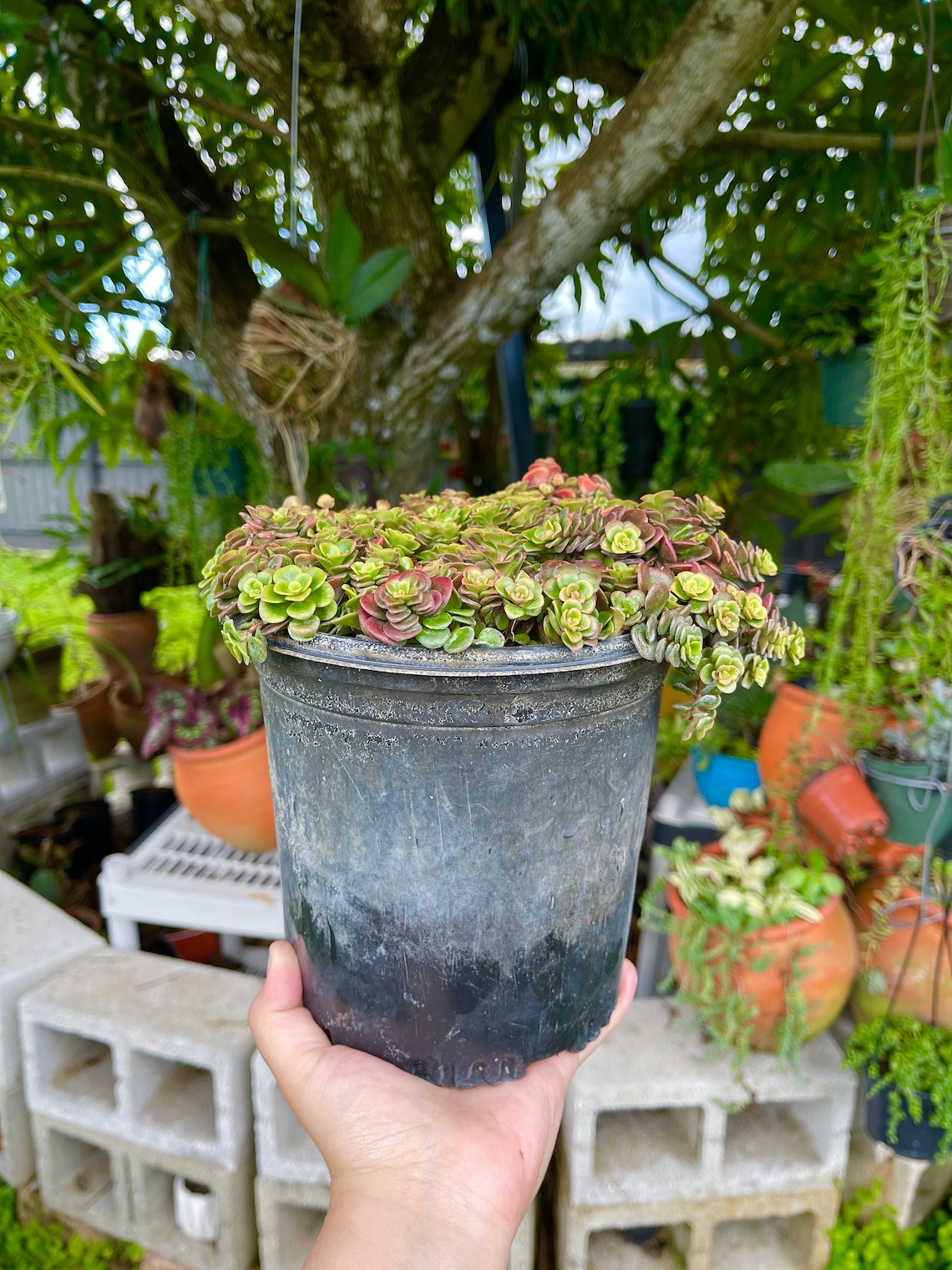 6” Sedum Tetractinum Coral Reef Rare Succulent Live Plant - Etsy