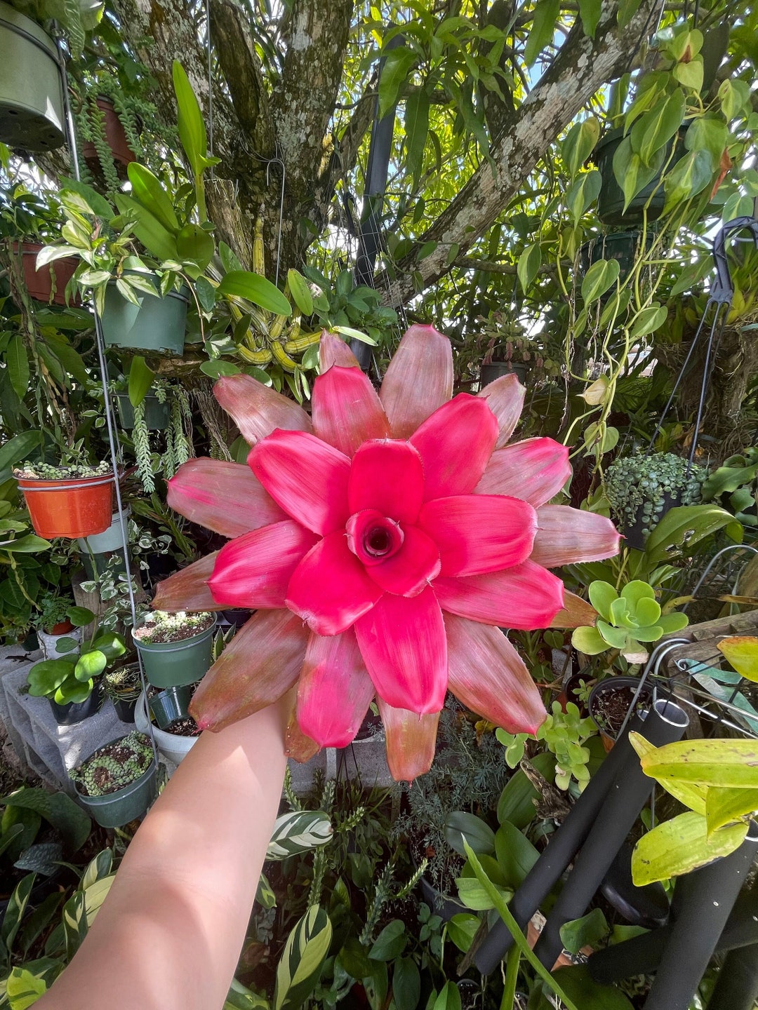 6” Neoregelia Maria Bromeliad Rare Live Plant - Etsy