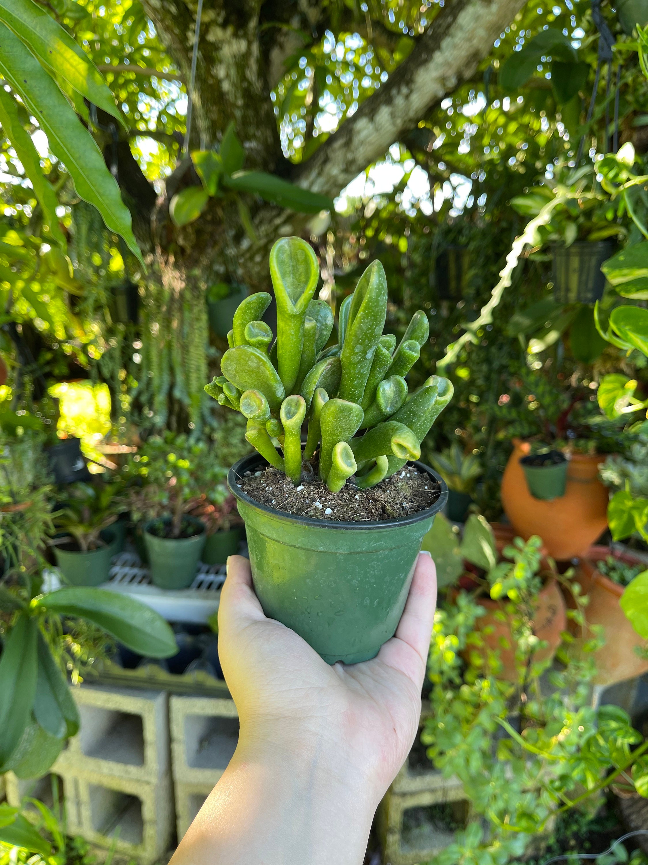 Crassula Ovata Et’s Fingers Jade Rare Succulent Live Plant - Etsy