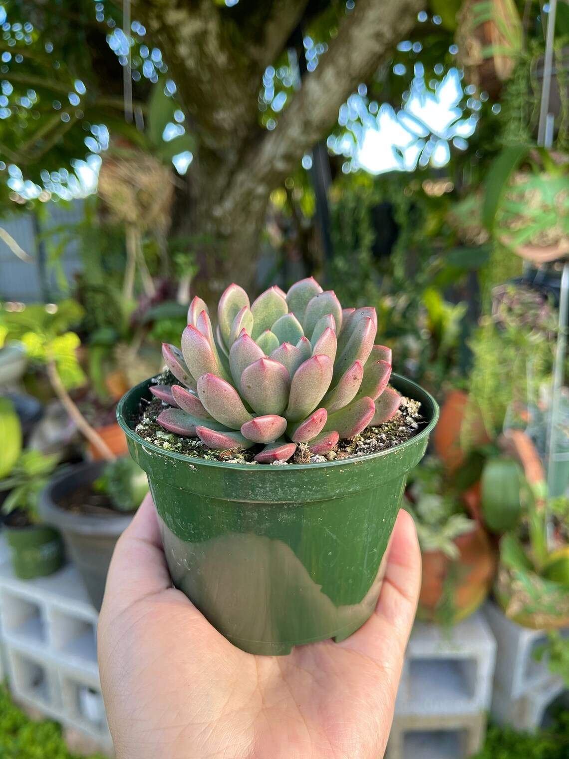 Graptoveria Bashful Pink Ruby Rare Succulent Live Plant - Etsy