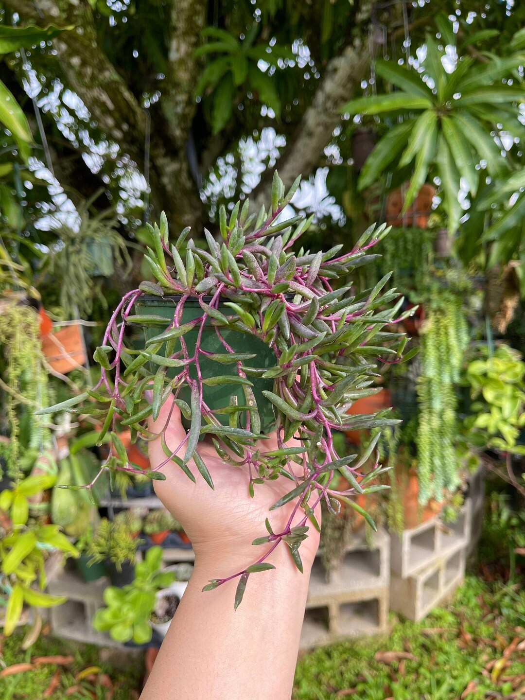 Othonna Capensis Ruby Necklace 'little Pickles' Rare Succulent Hanging ...