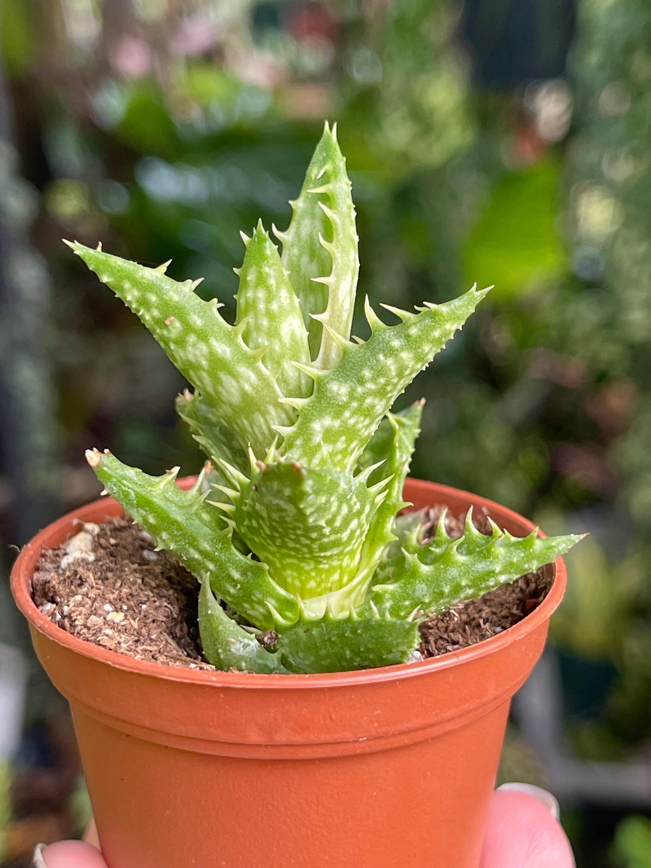 2 Aloe Juvenna Tiger Tooth Rare Succulent Live Plant | Etsy