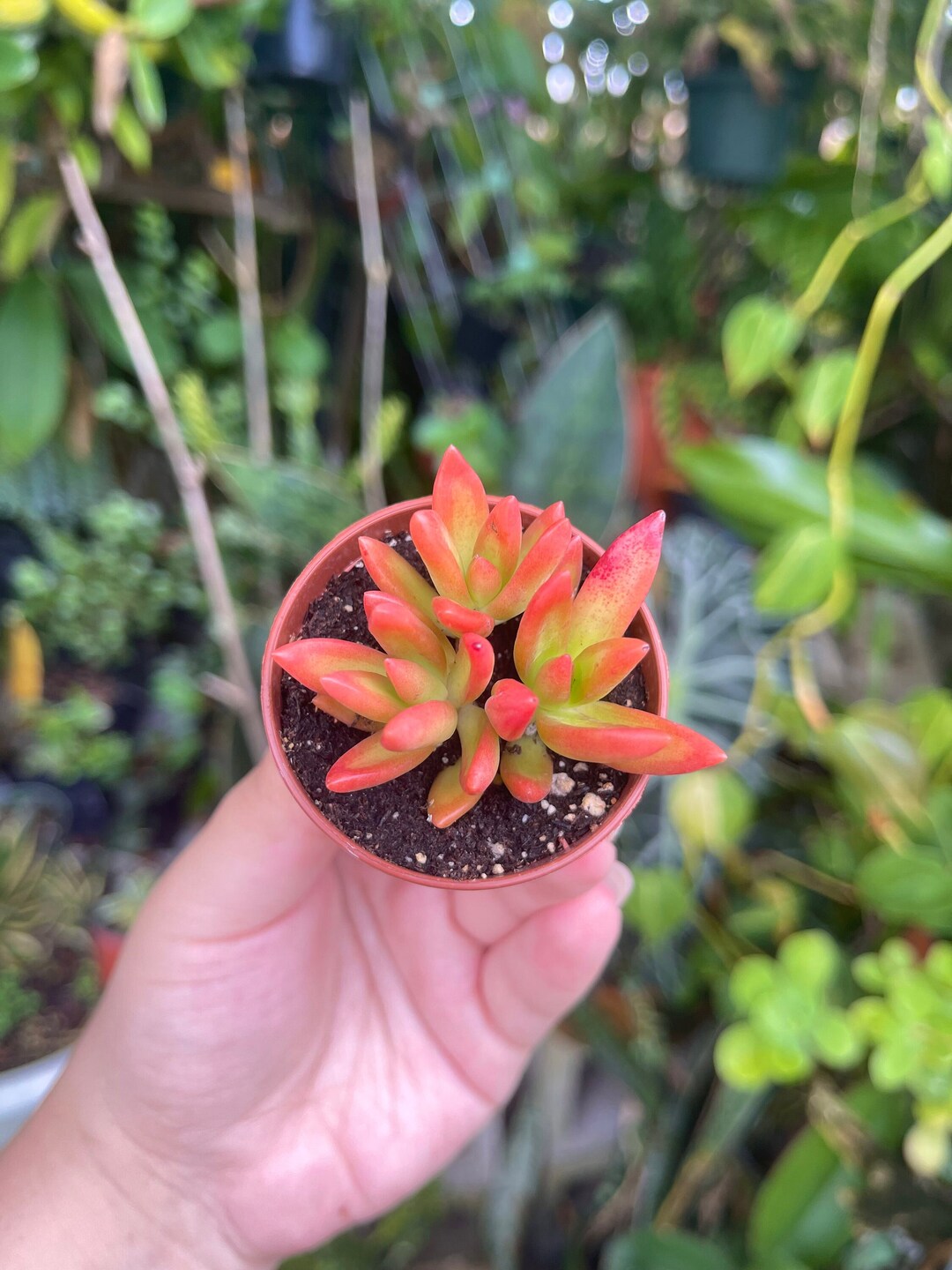 2” Sedum Adolphi Firestorm Rare Succulent Live Plant - Etsy