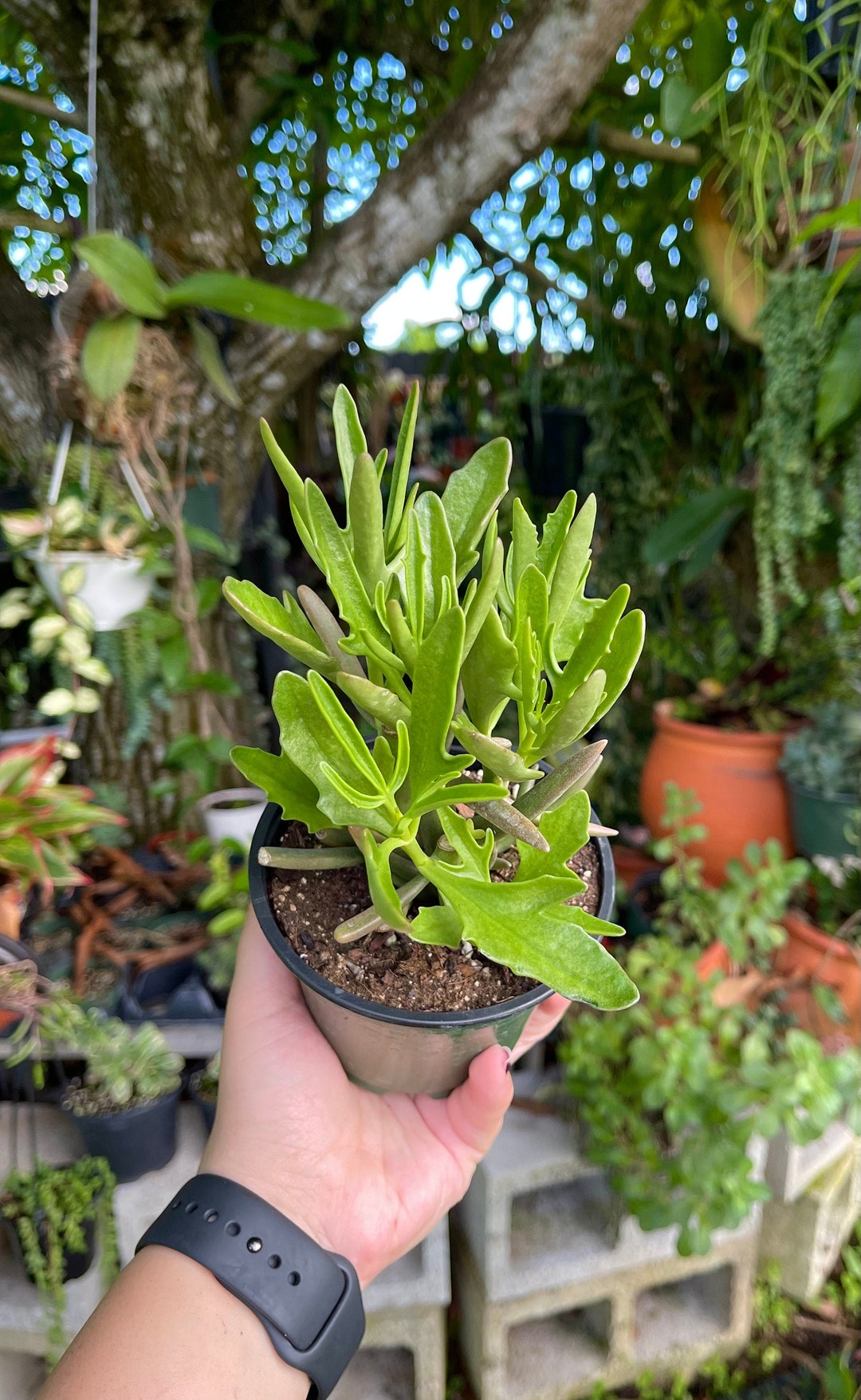 Kalanchoe Ceratophylla Laciniate ‘ Widow’s Thrill ‘ Rare Succulent Live ...
