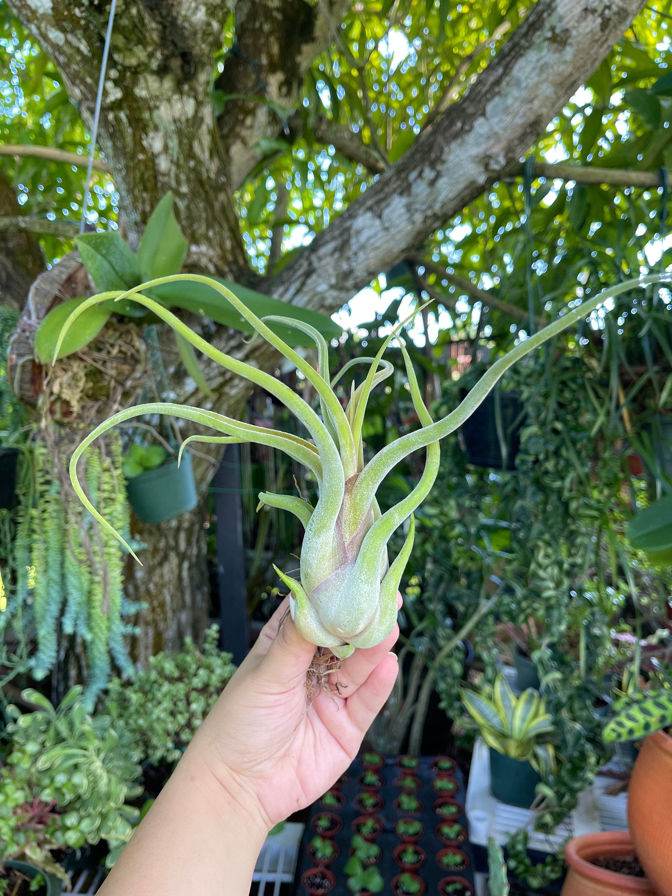 Caput Medusae Tillandsia Medusas Head Live Air Plant - Etsy