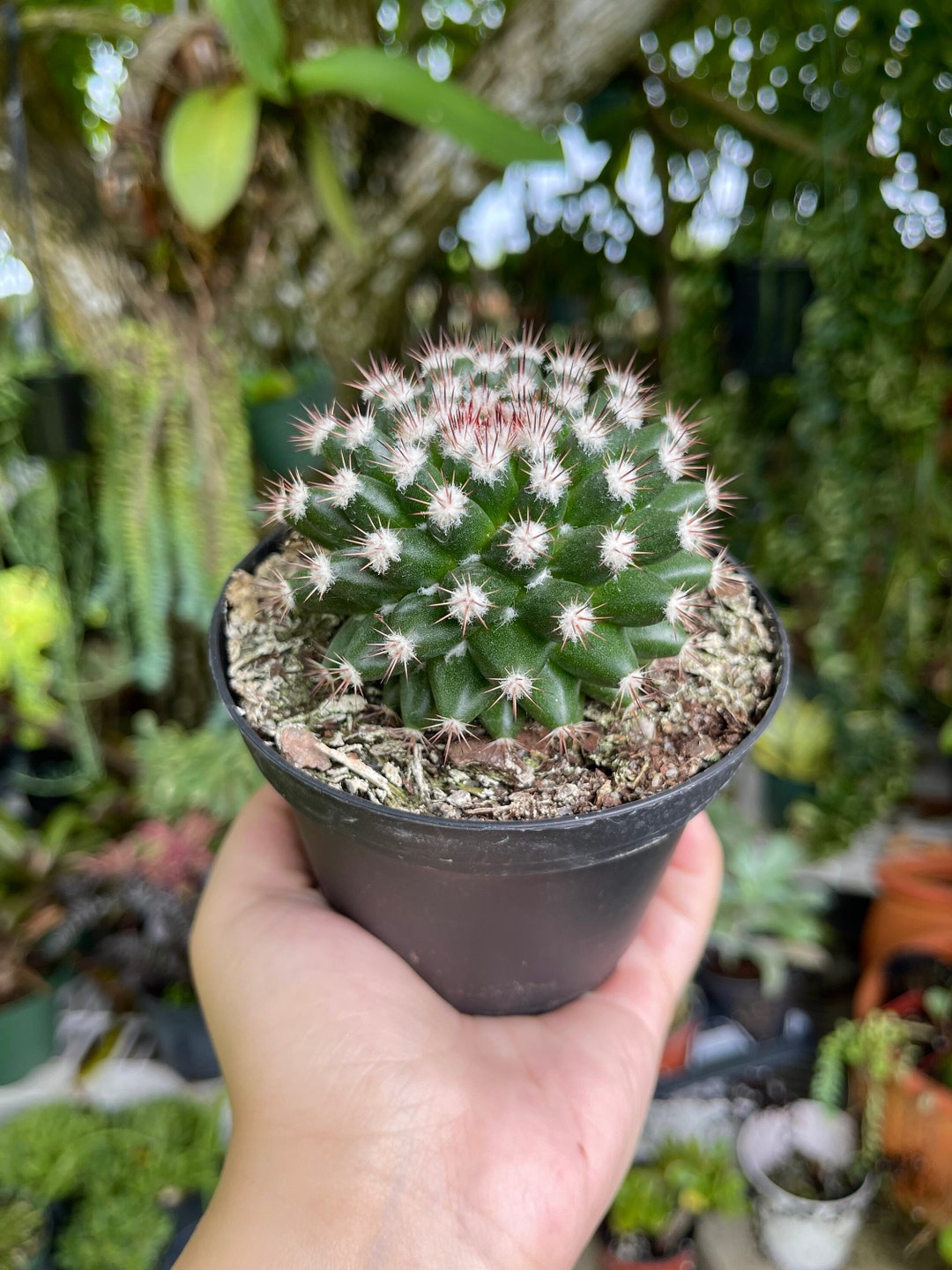 Mammillaria Mammillaris Woolly Nipple Cactus Rare Live Cacti Plant - Etsy