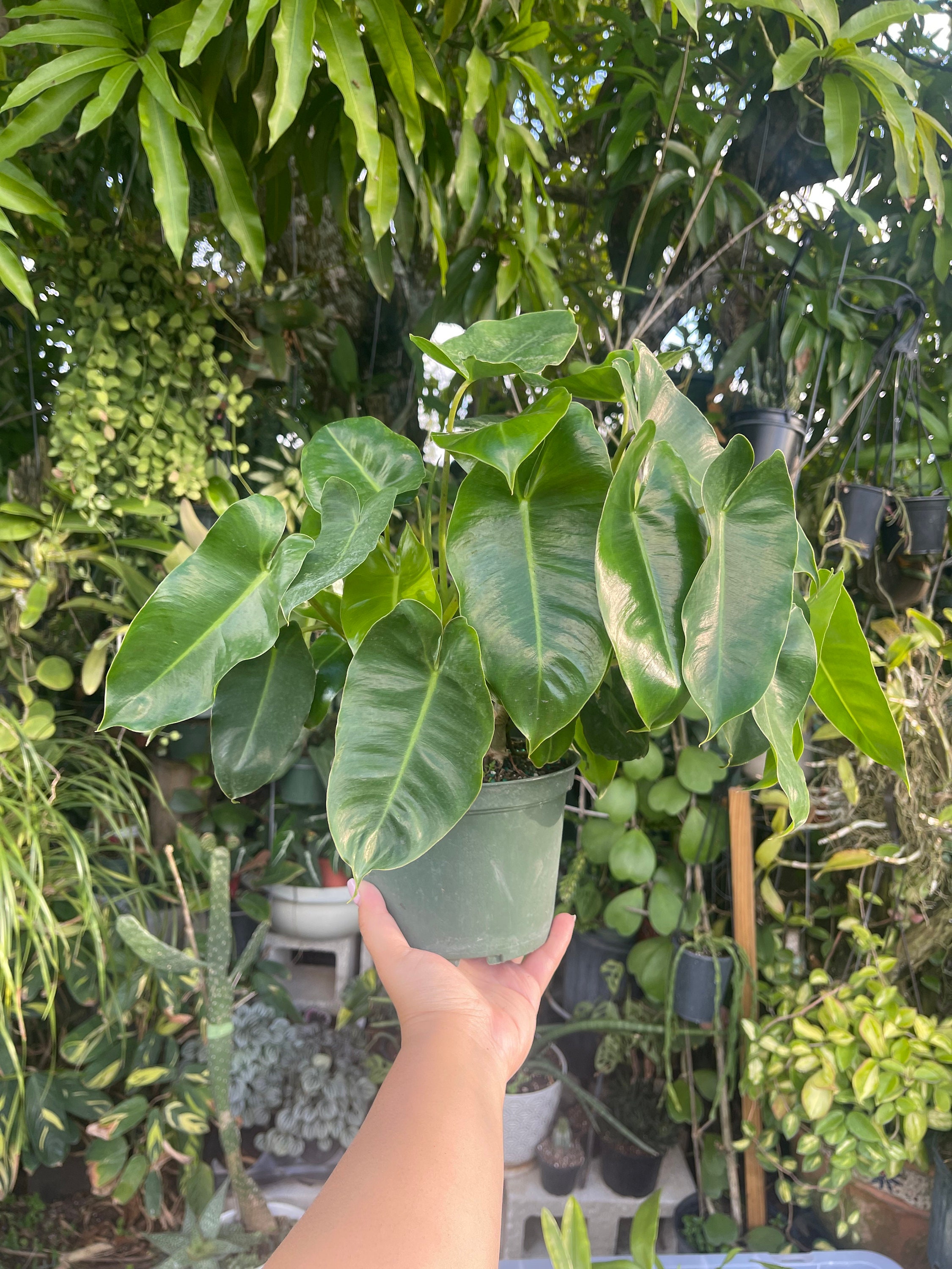 6 Blue Marx Philodendron Rooted Live Plant - Etsy