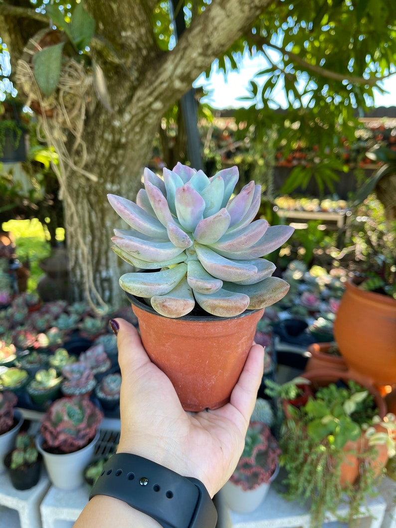 Pink Opalina Graptoveria Rare Succulent Live Plant | Etsy