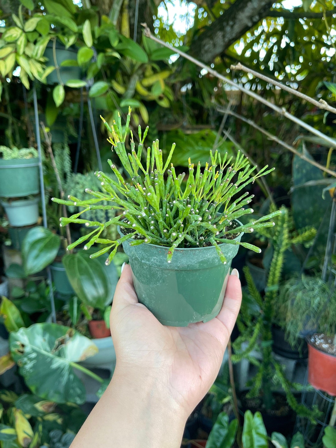 Rhipsalis Hatiora Salicornioides Dancing Bones Cactus Rare Succulent ...