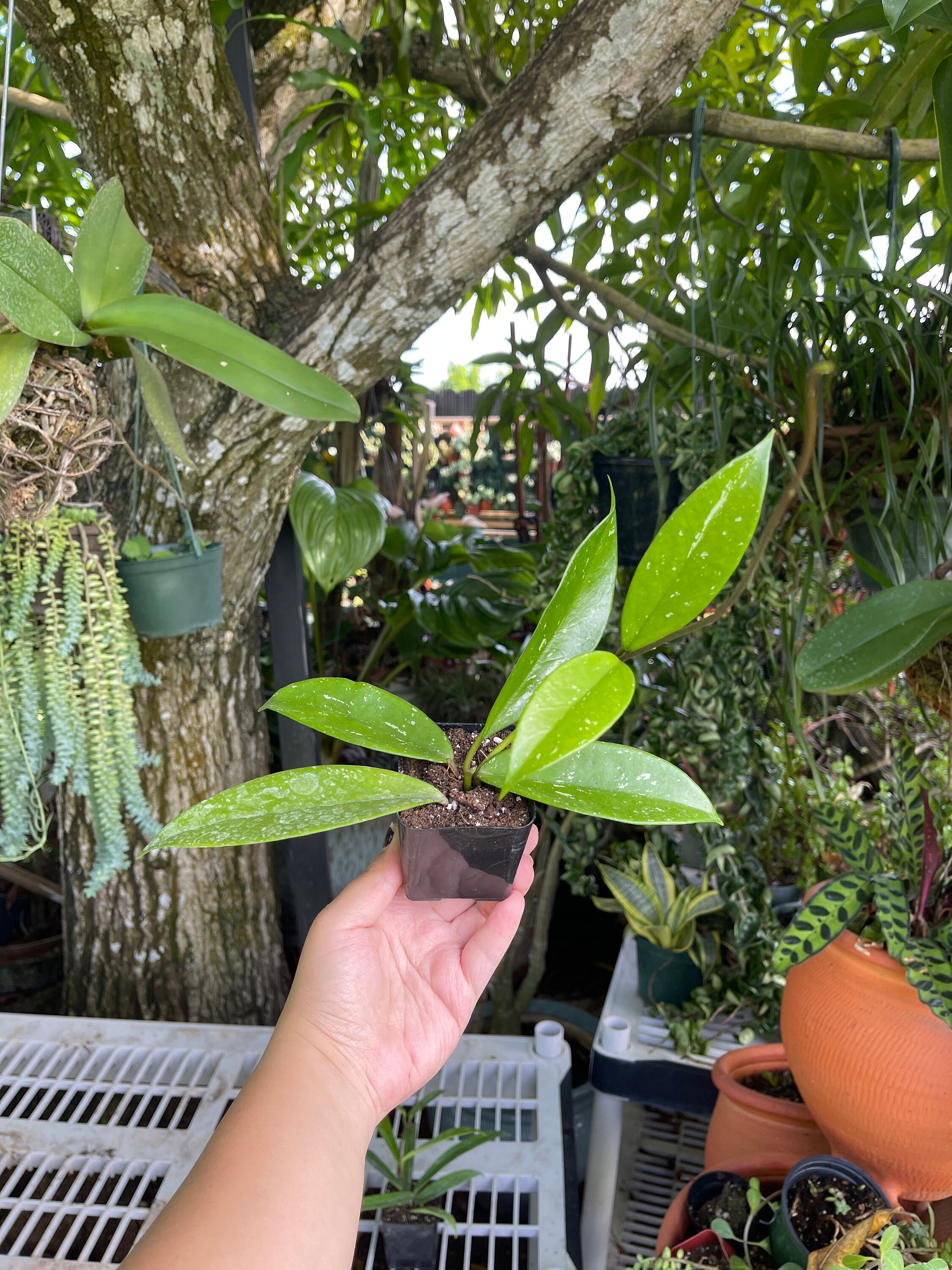 Hoya Carnosa Splash Green Wax Rare Succulent Live Plant - Etsy