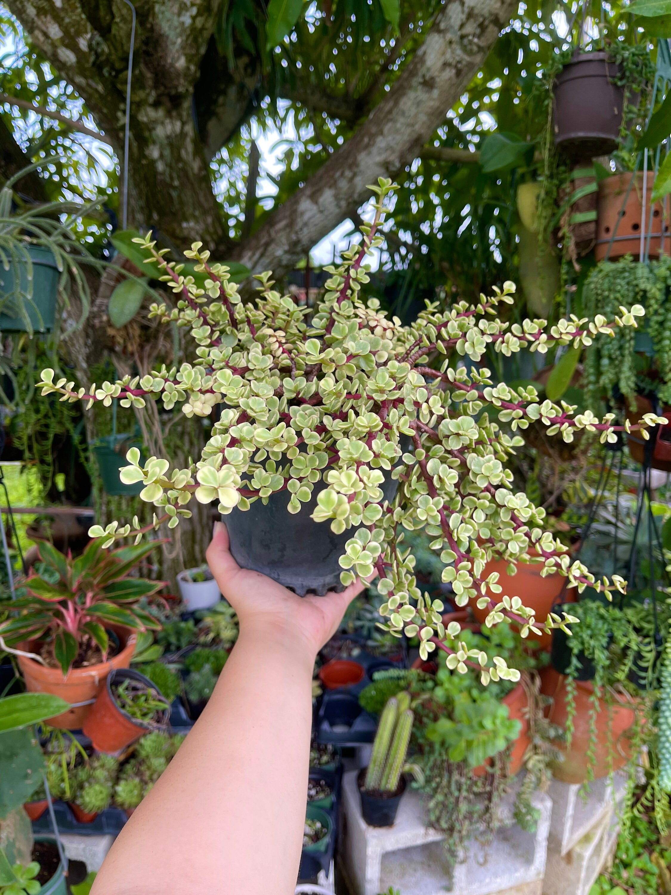 Large Variegated Rainbow Elephant Bush Portulacaria Afra Rare - Etsy ...