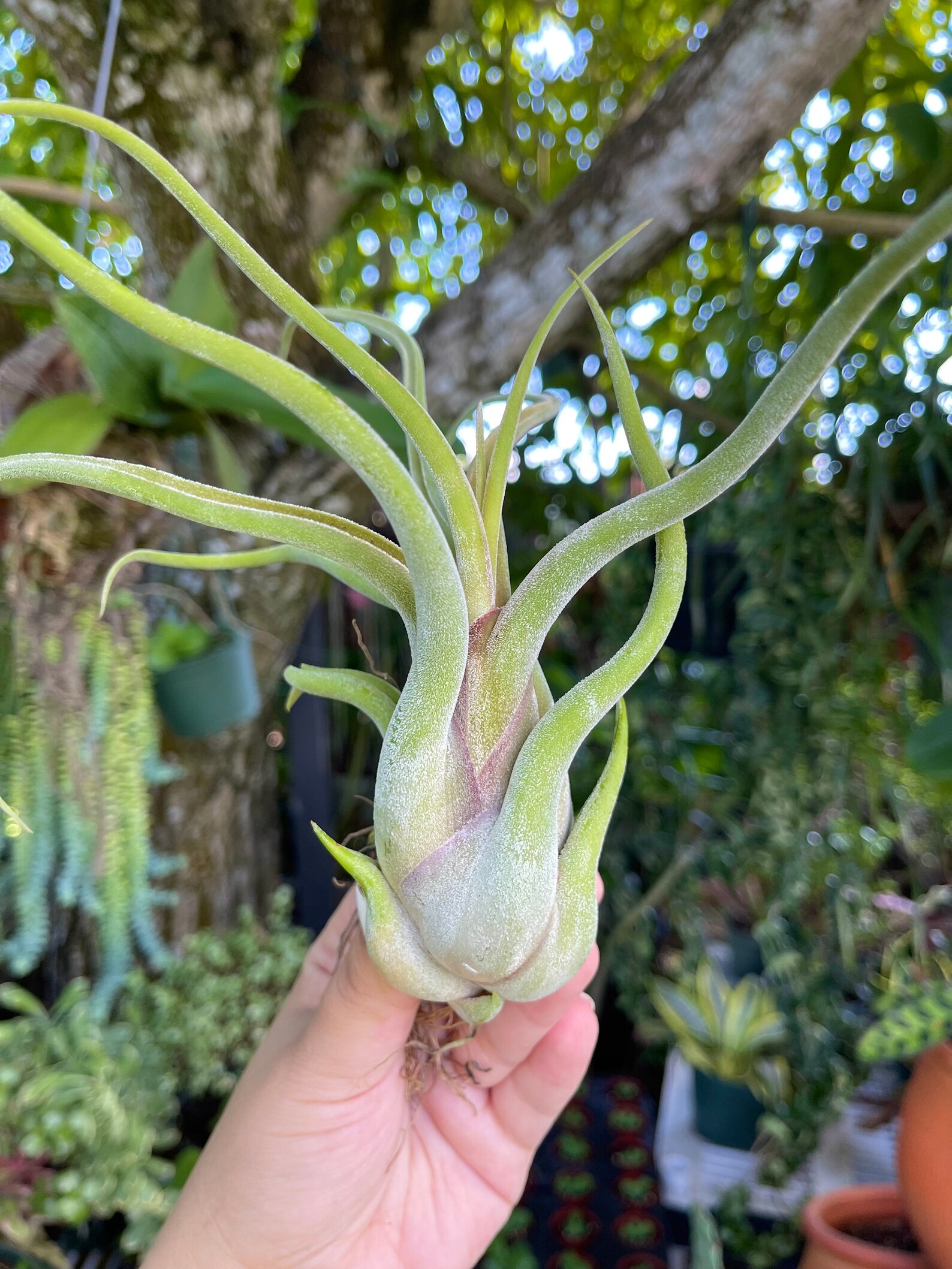 Caput Medusae Tillandsia Medusas Head Live Air Plant - Etsy