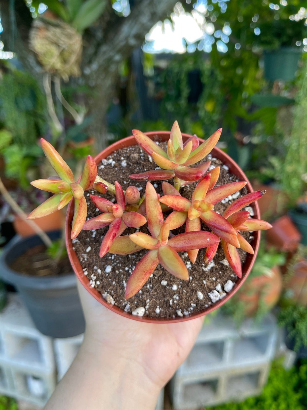 Sedum Adolphi Firestorm Rare Succulent Live Plant - Etsy